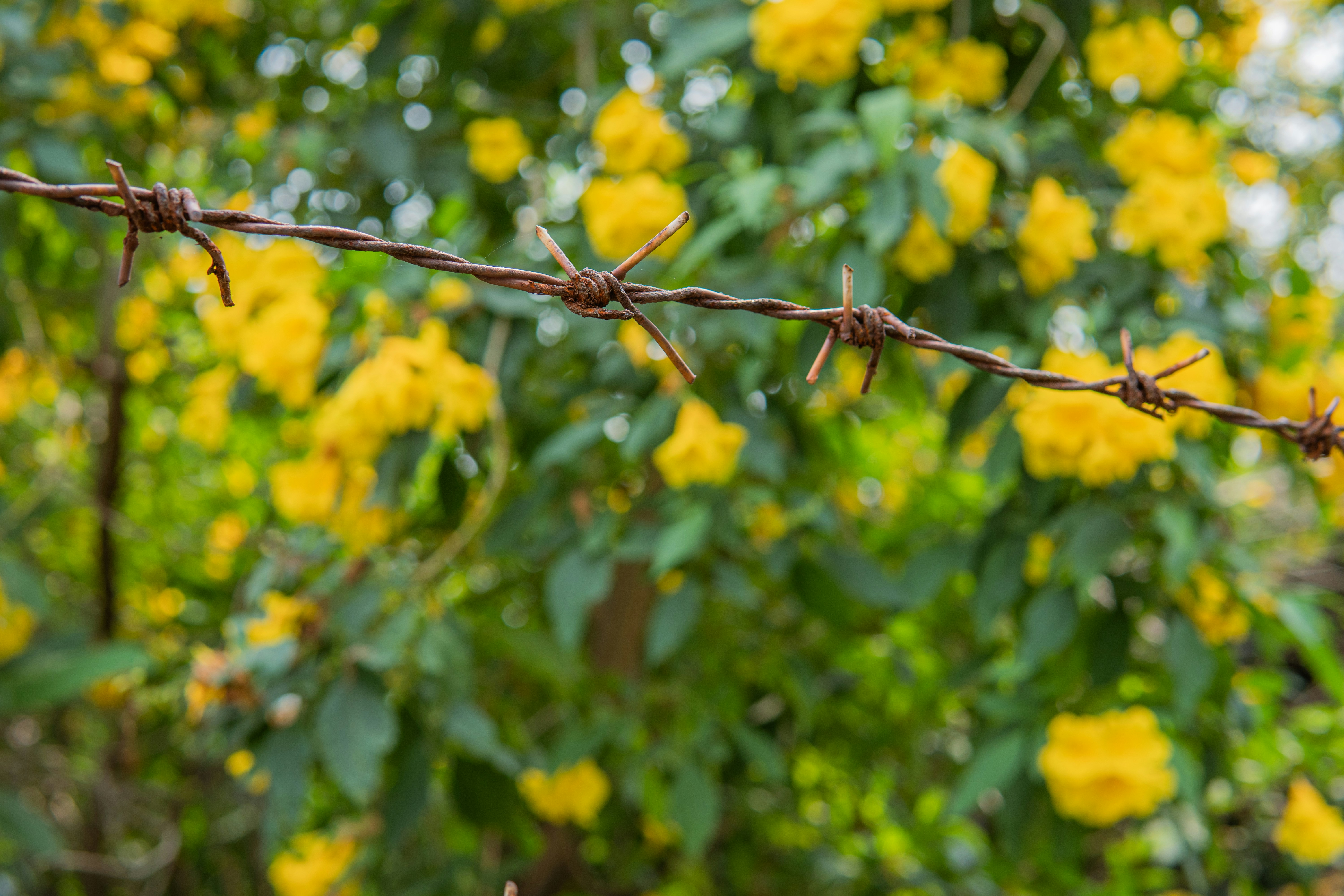 Barbed Thread Through a Golden Bloom