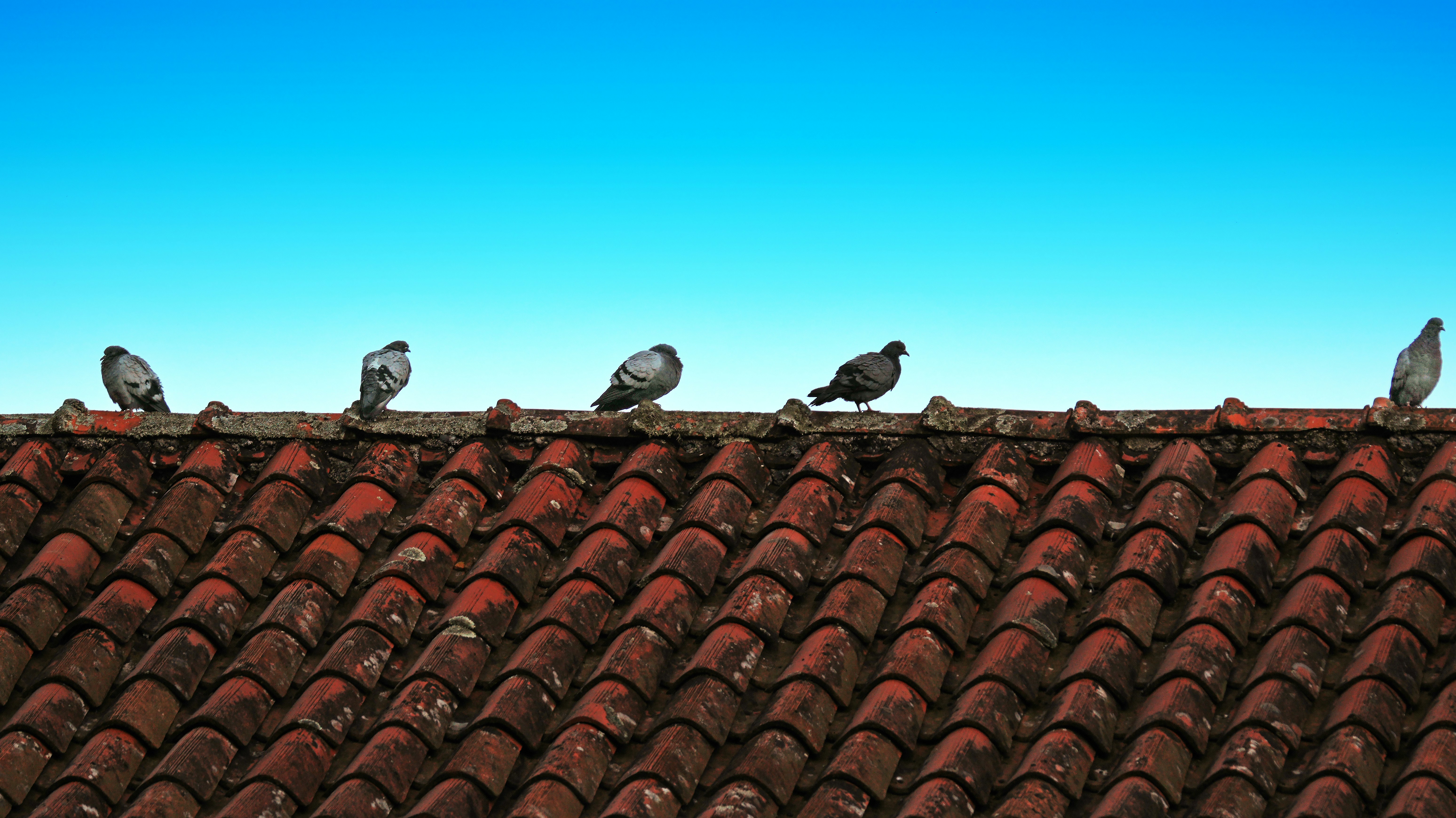 Row of rooftop guardians under a cobalt sky