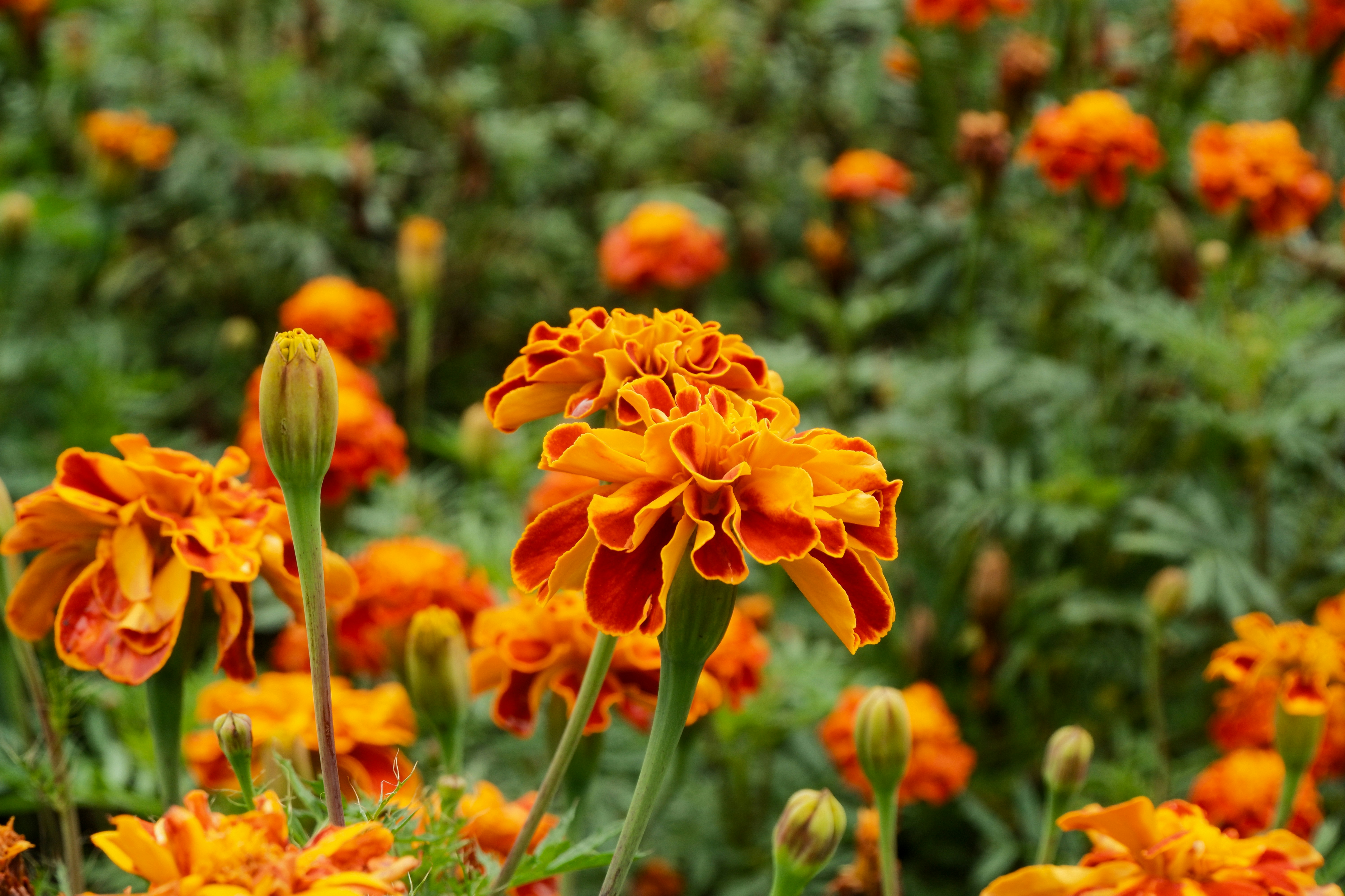Cascading Marigold Flame in a Sea of Orange