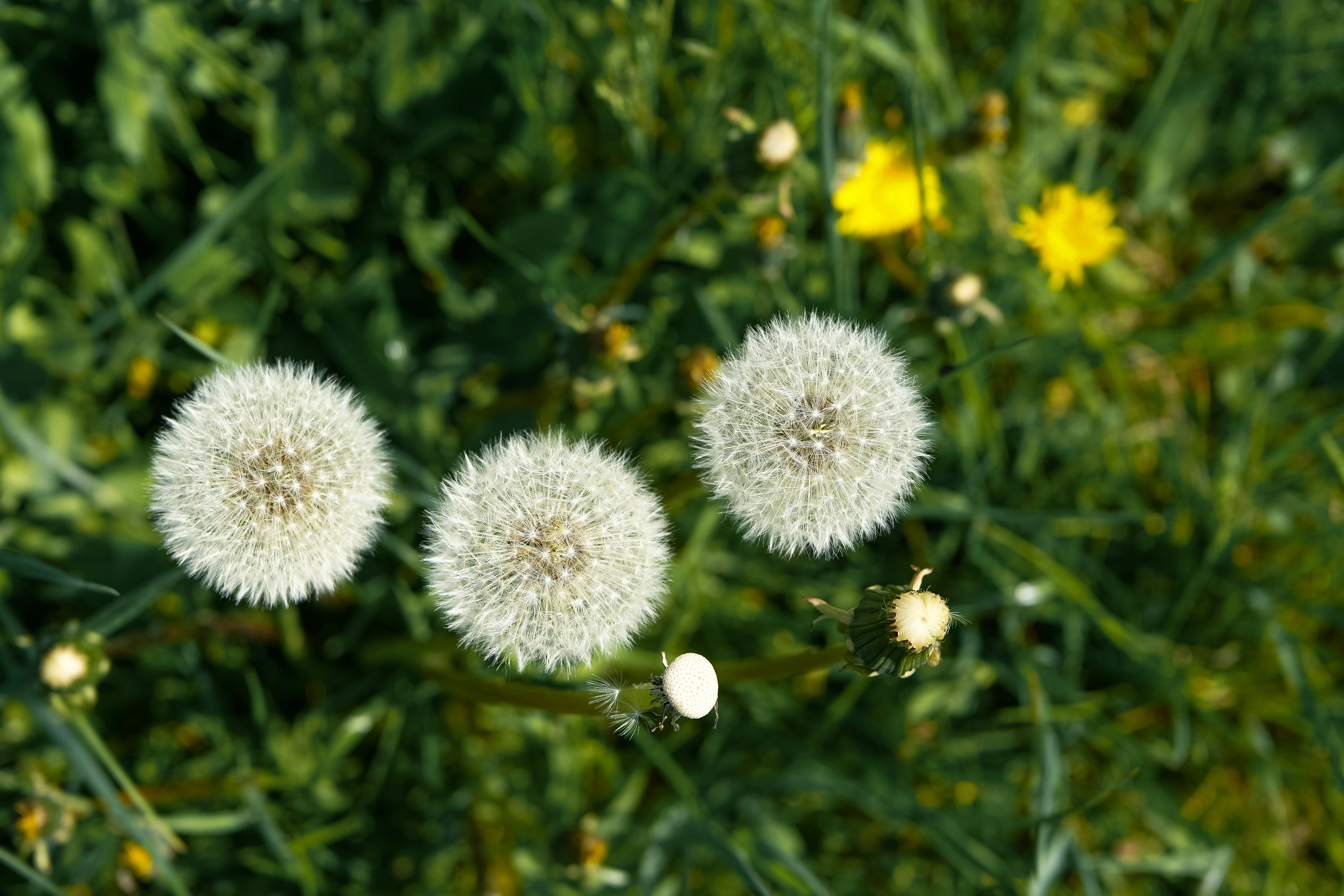 Three Summer Dandelion Clocks in Focus