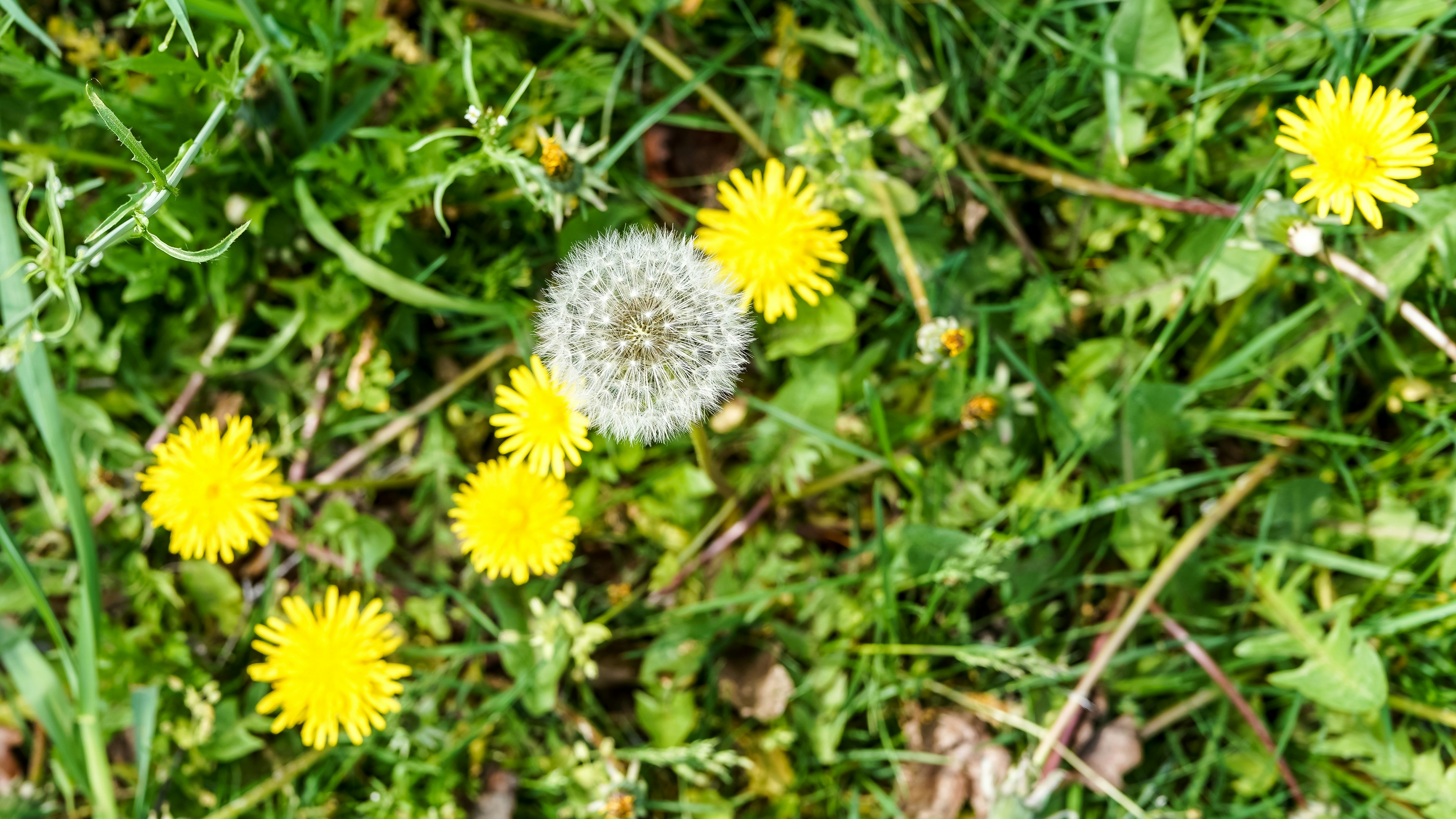 Dandelion Meadow: Bright Yellow Blossoms and a Frosted Seedhead