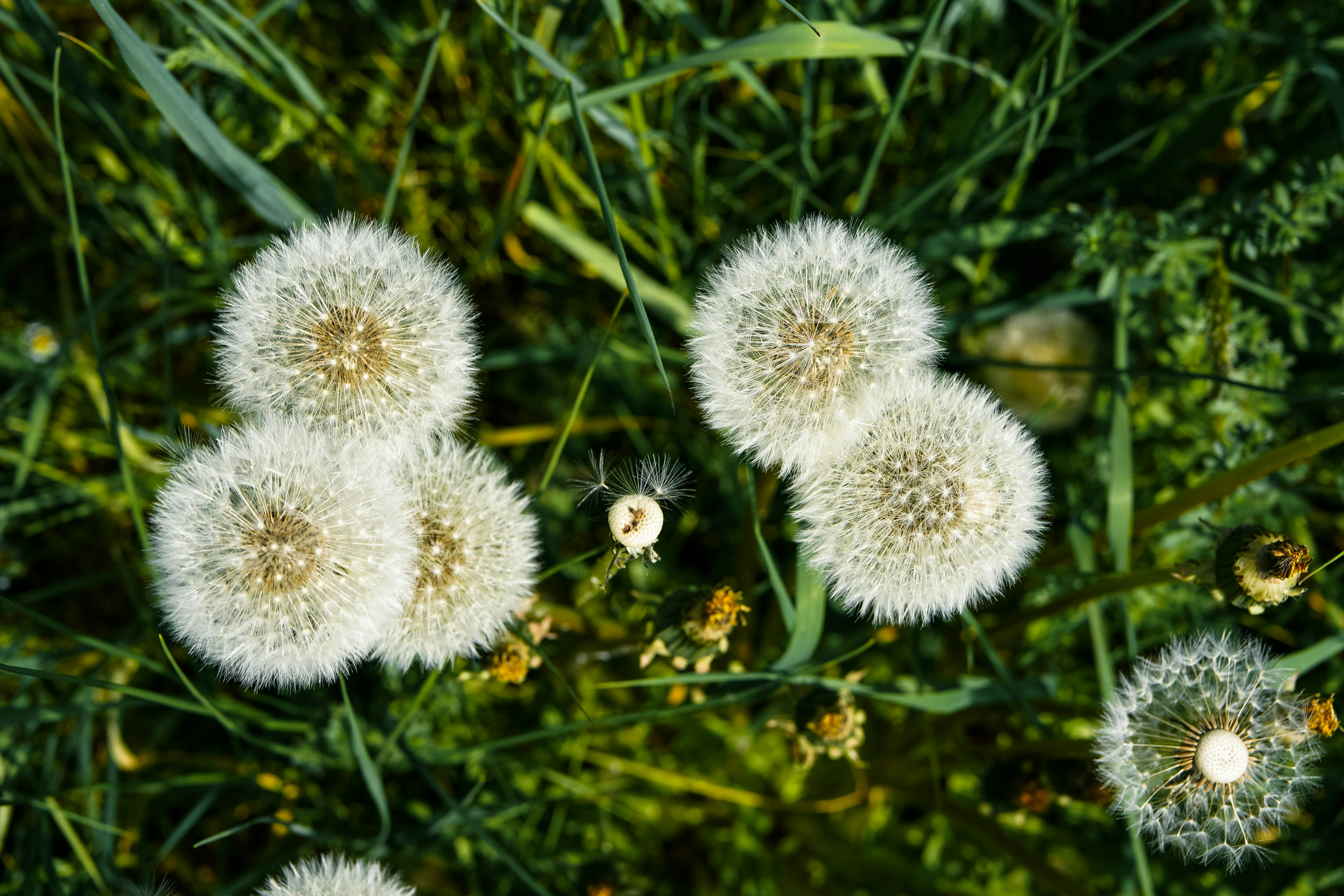 Whispers of Dandelion Seeds: A meadow’s Quiet Burst