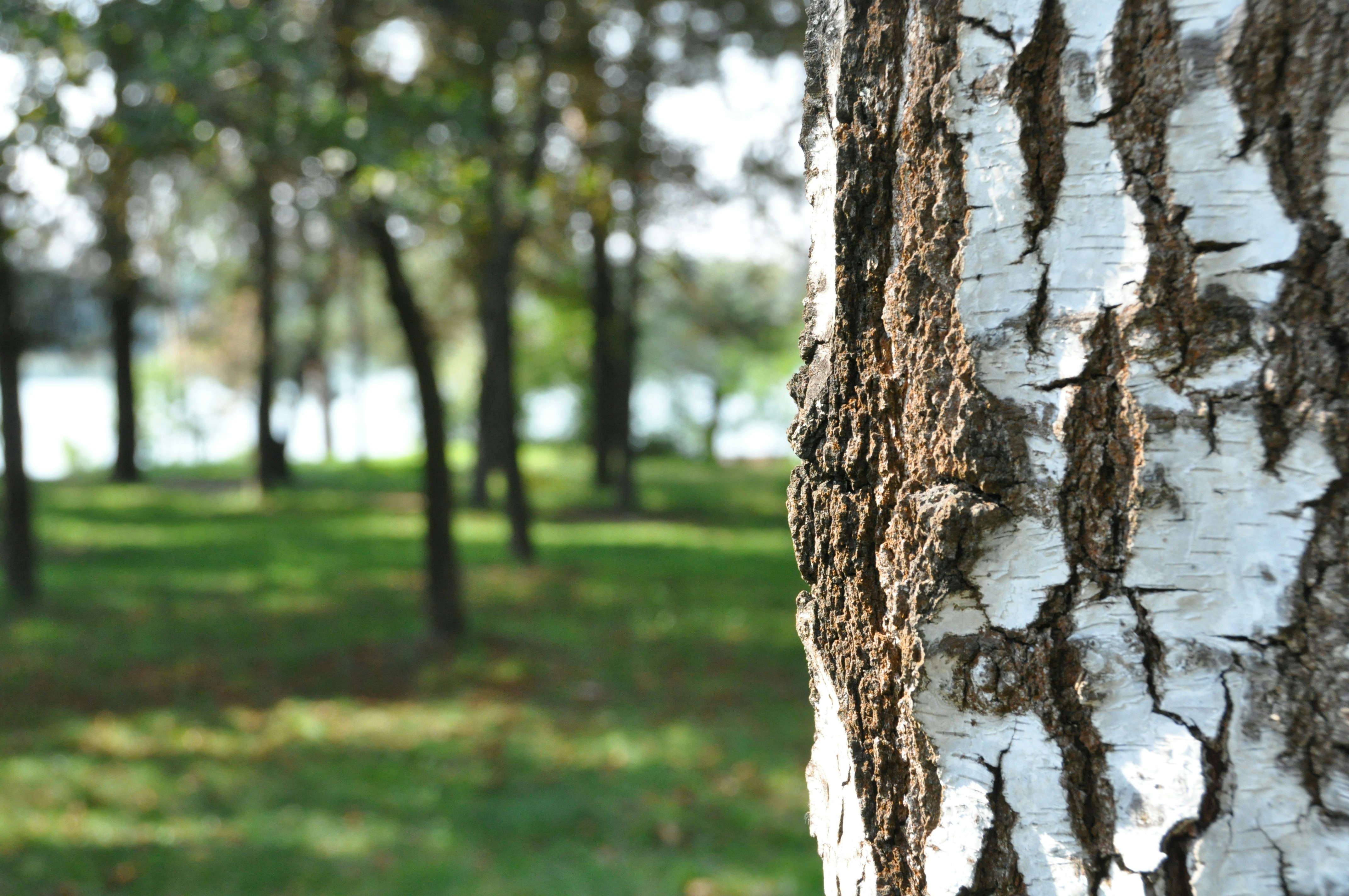 Close-Up of Birch Bark Against a Quiet Park