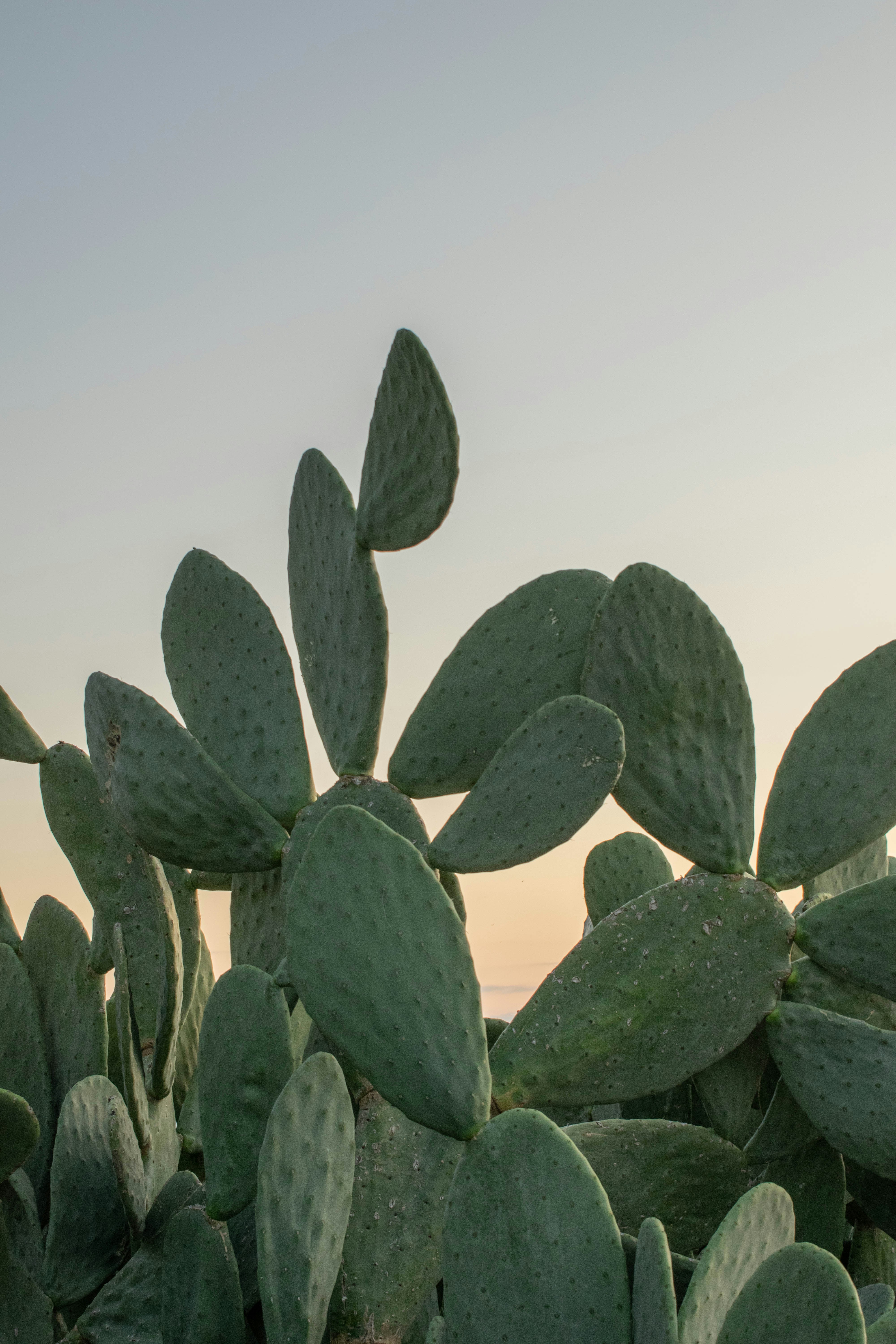 Desert Green: Prickly Portrait of Prickly Pears at Dusk