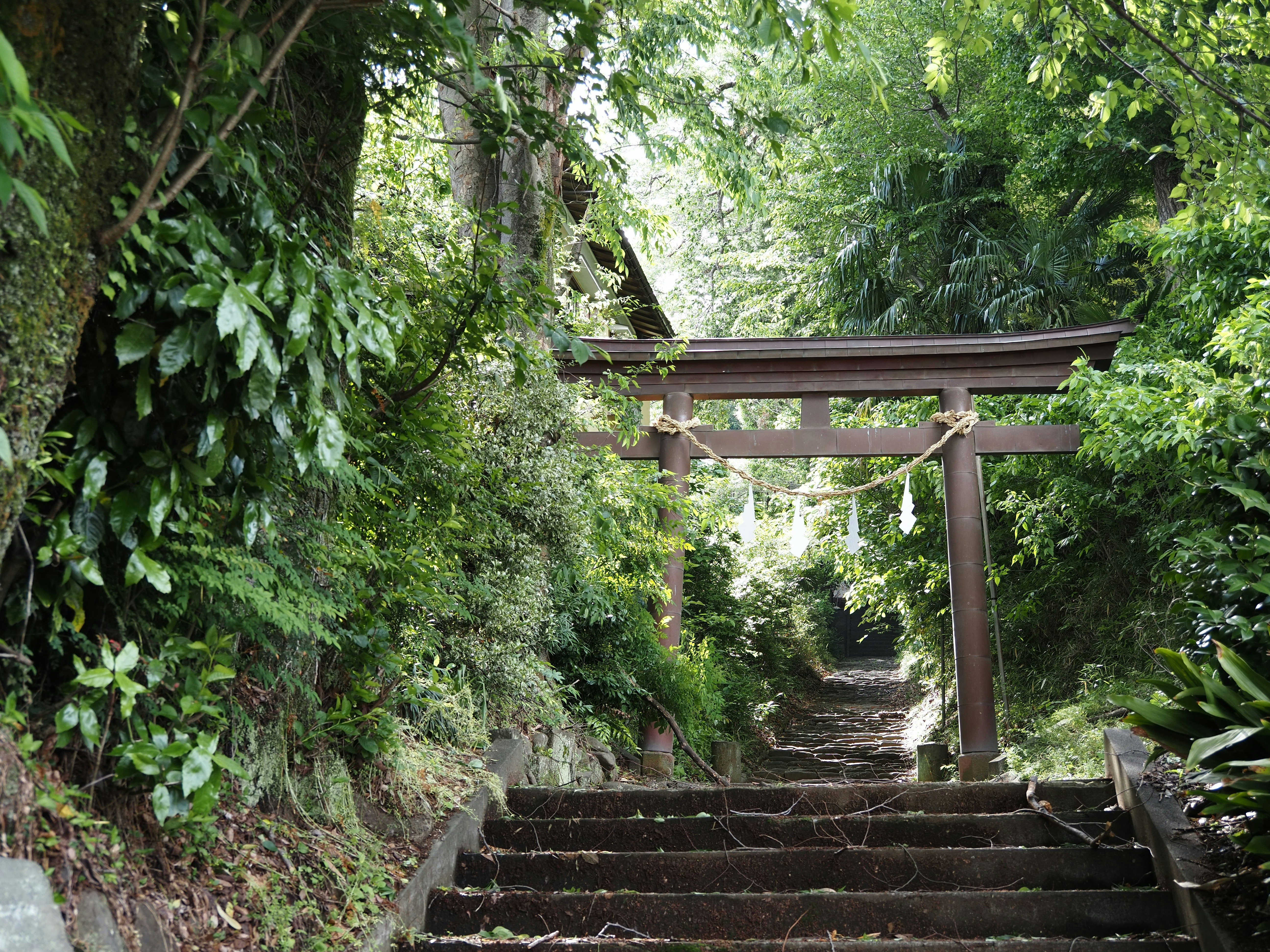 Torii Gate in Mossy Ascent