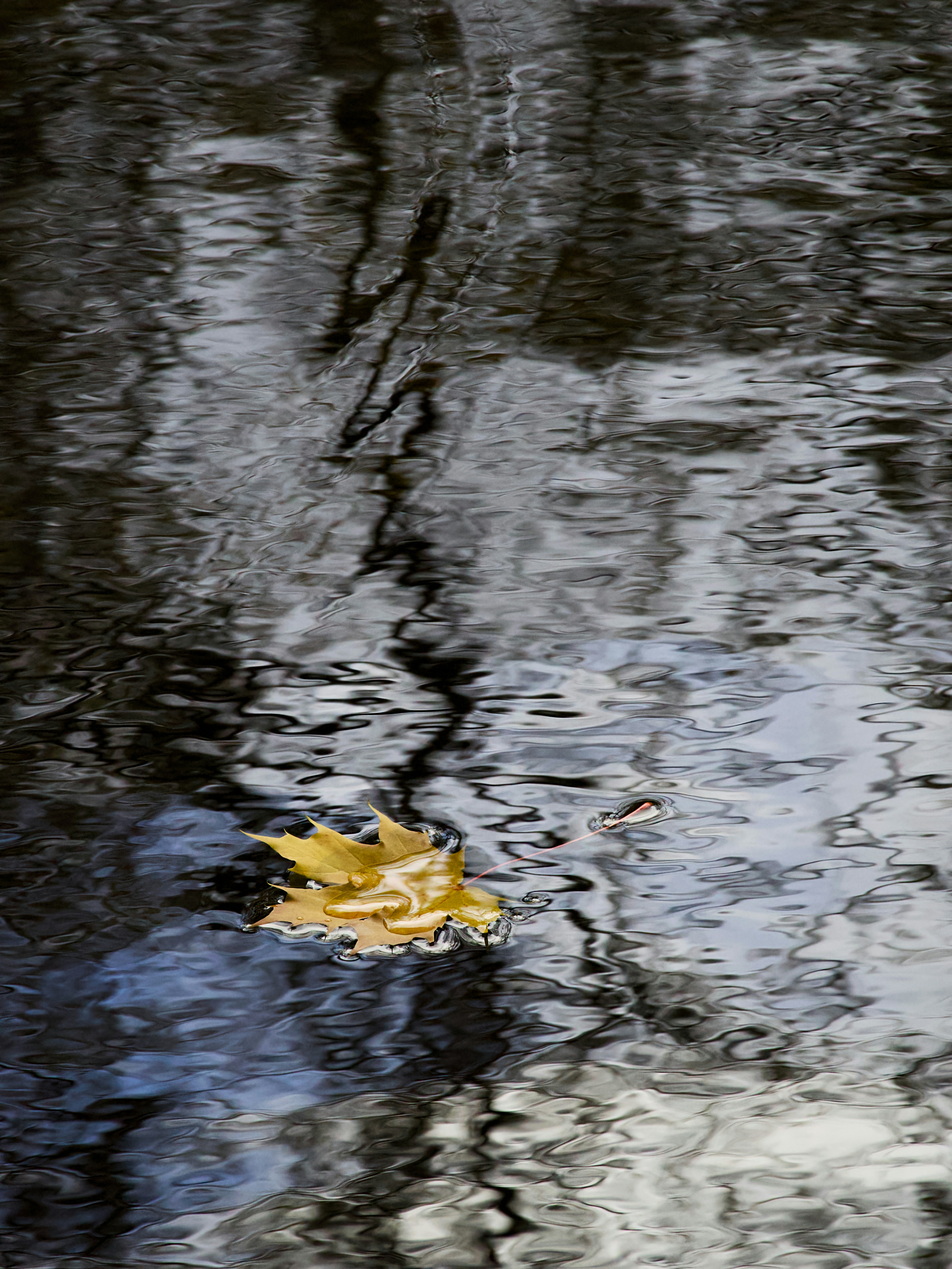 Floating Amber: A Leaf Drifts Across Reflected Echoes