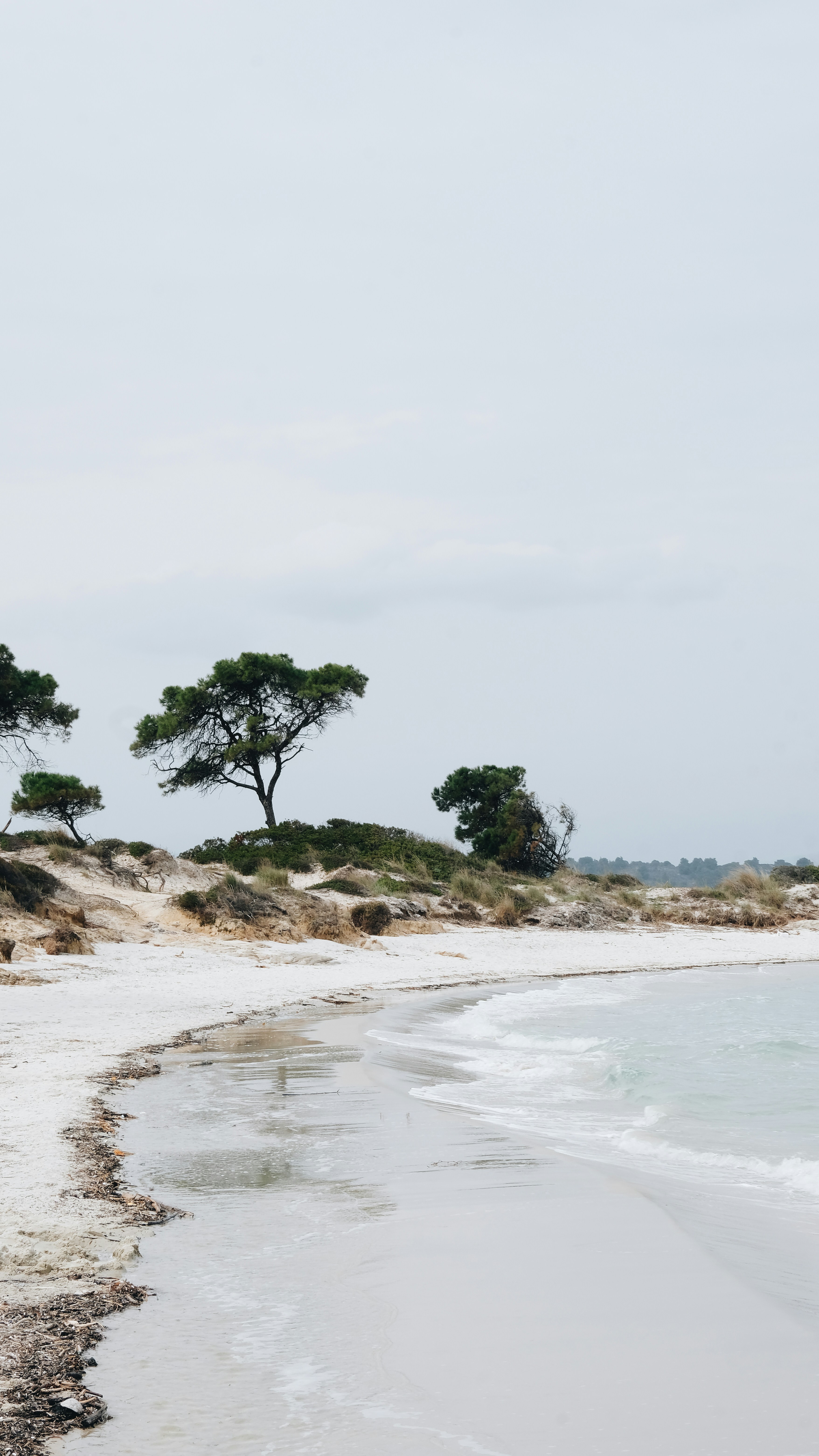Whispering Shore: Lone Trees Against a Quiet Sea Line