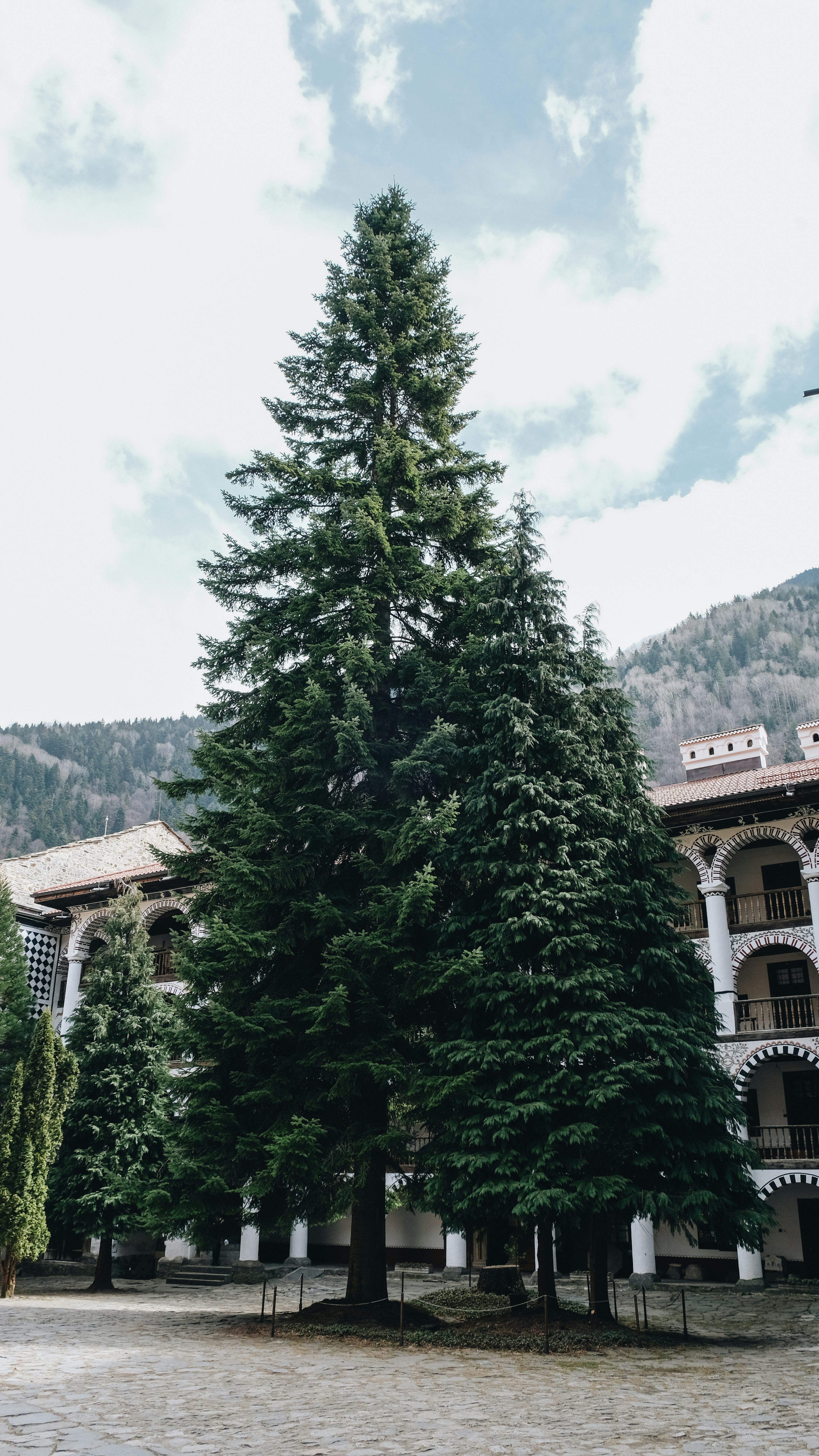 Towering Evergreen in a Courtyard of Arched Retreats