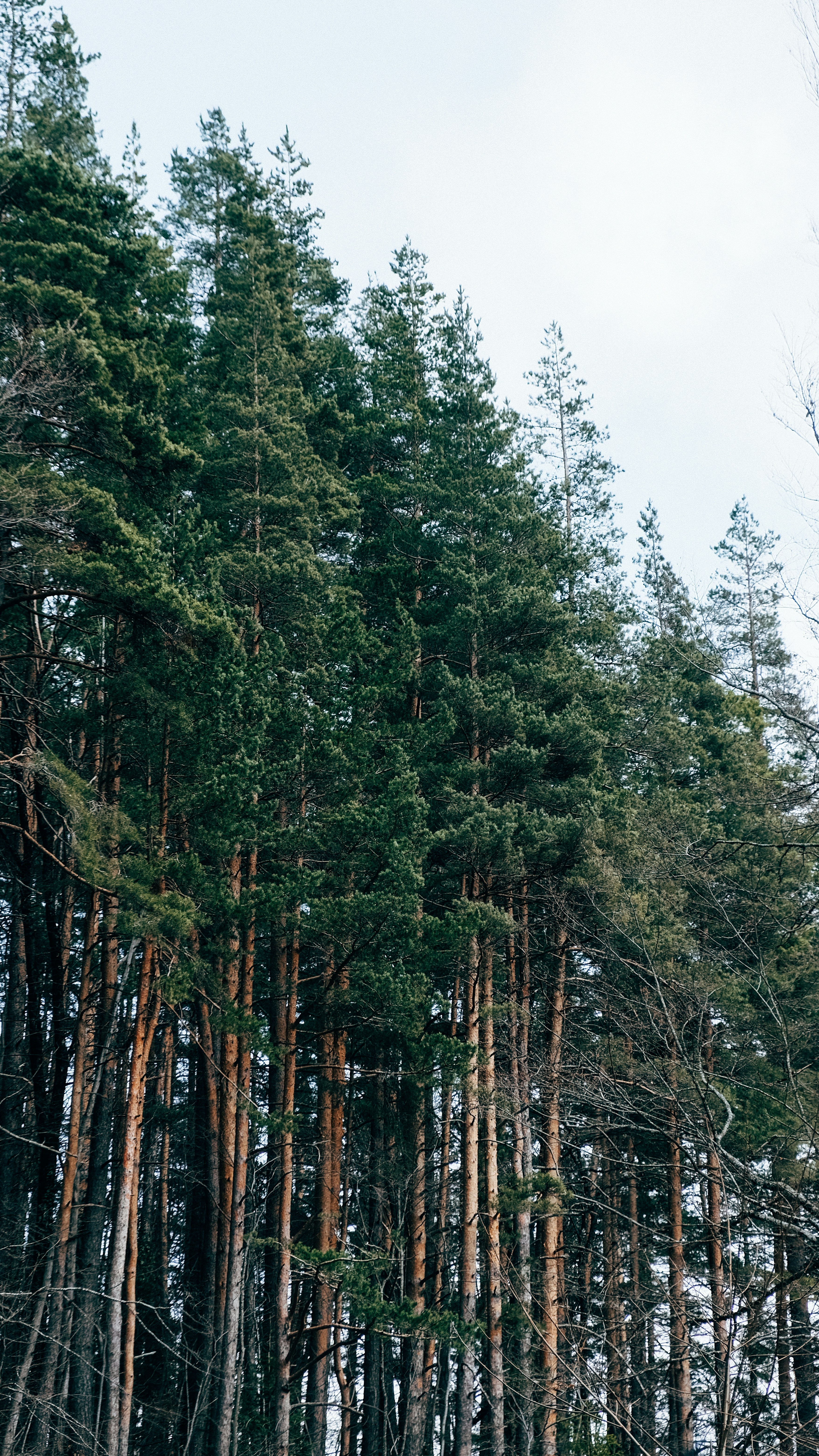 Vertical cathedral: towering pines reaching for the pale sky