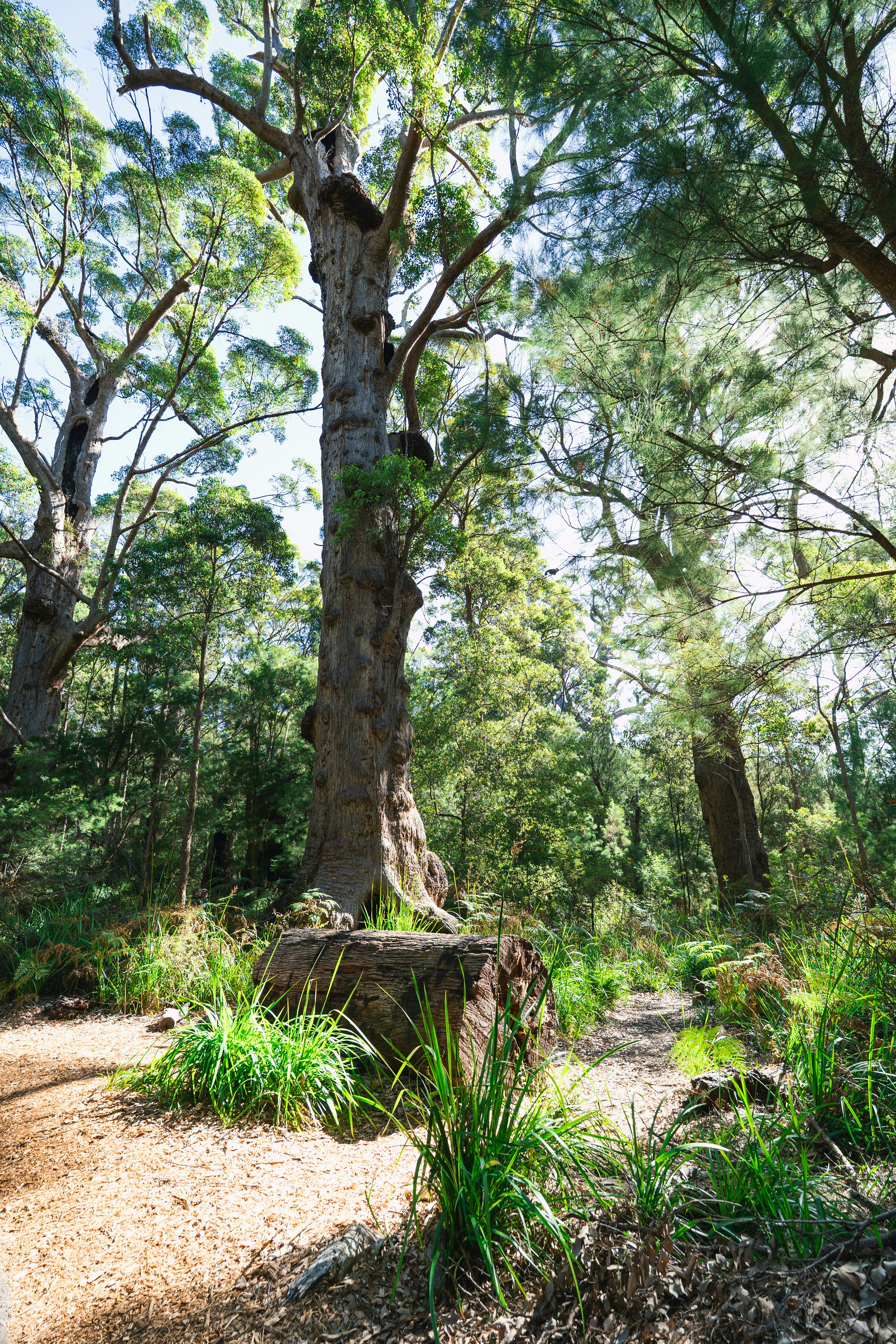 Ancient Sentinel: A towering eucalyptus stands over a sunlit forest floor