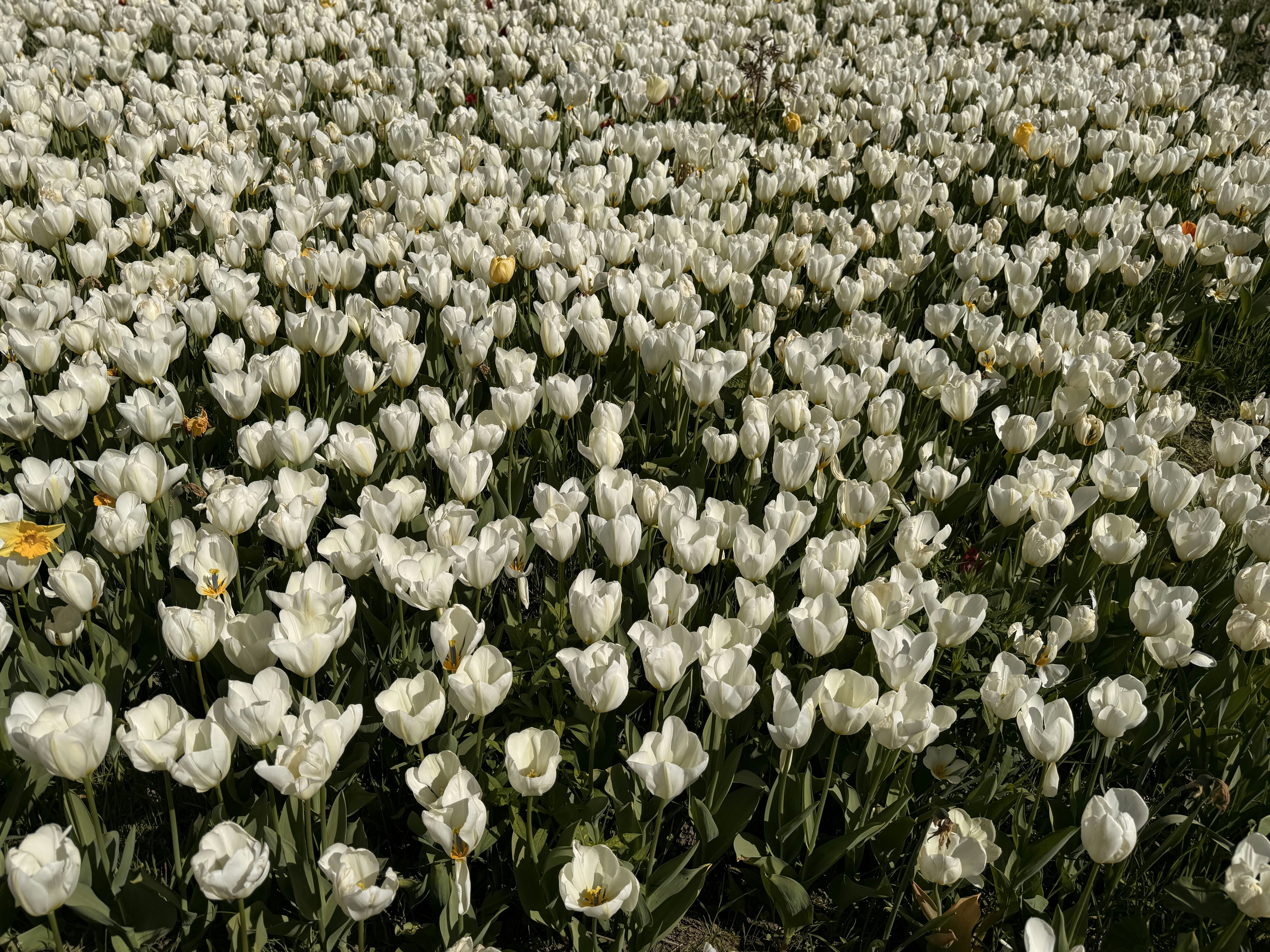 Field of White Tulips in Gentle Morning Light