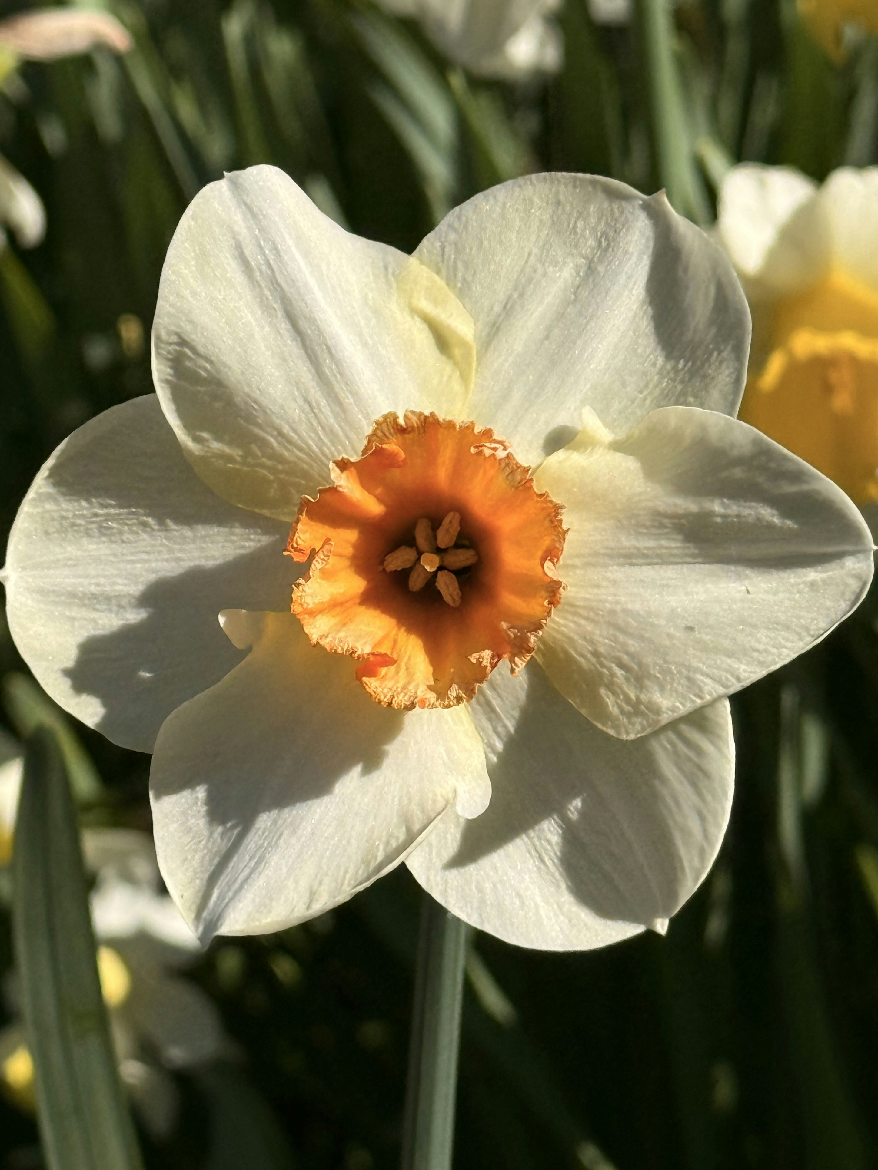 Central Bloom: White Petaled Narcissus with Orange Crown