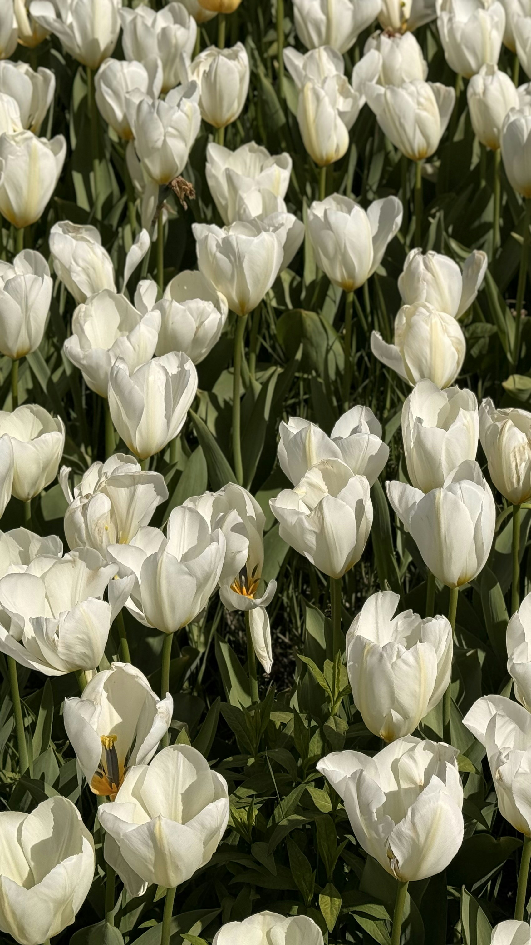 Field of ivory tulips under soft daylight