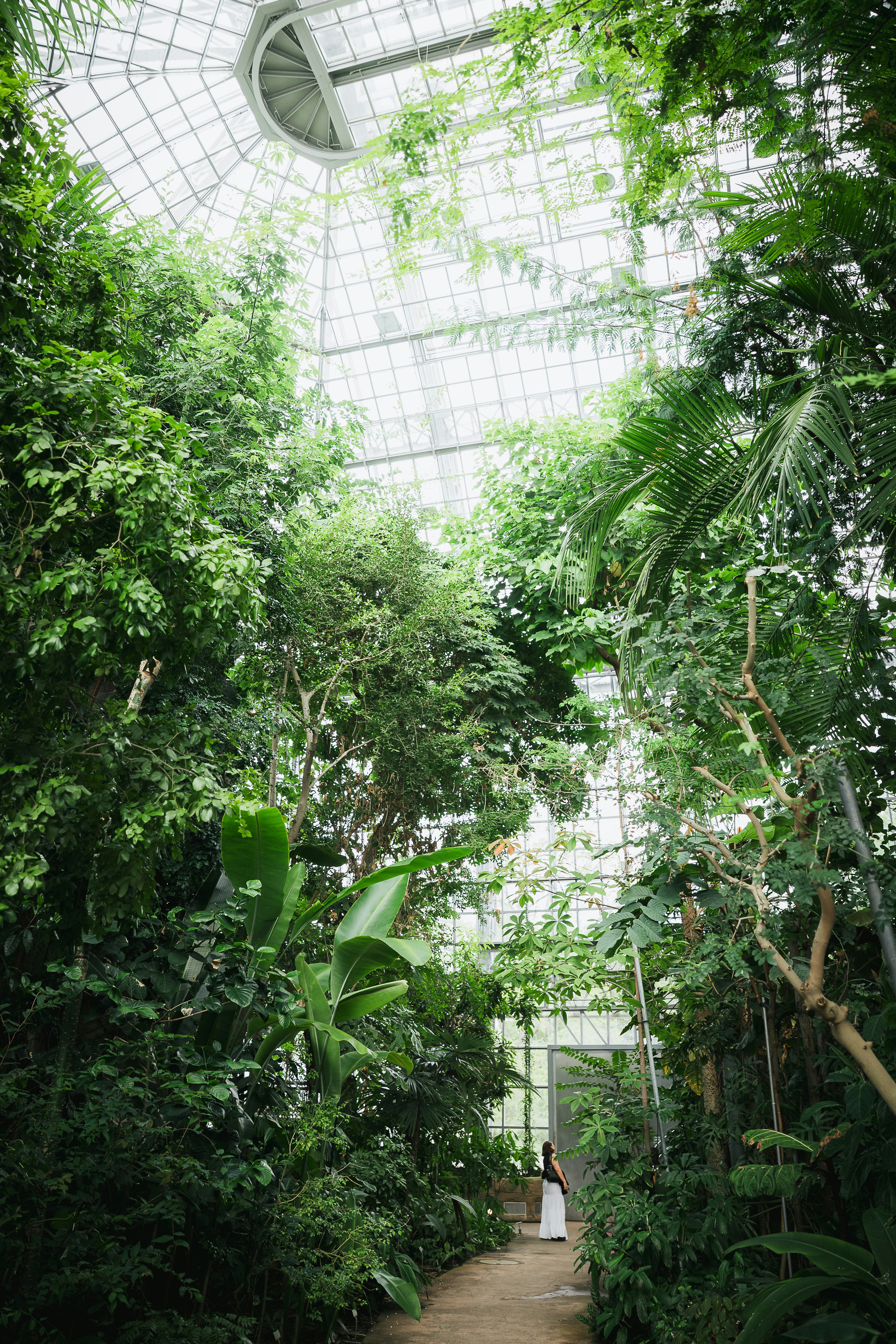 Verdant Atrium: A Quiet Moment Beneath Glass and Green