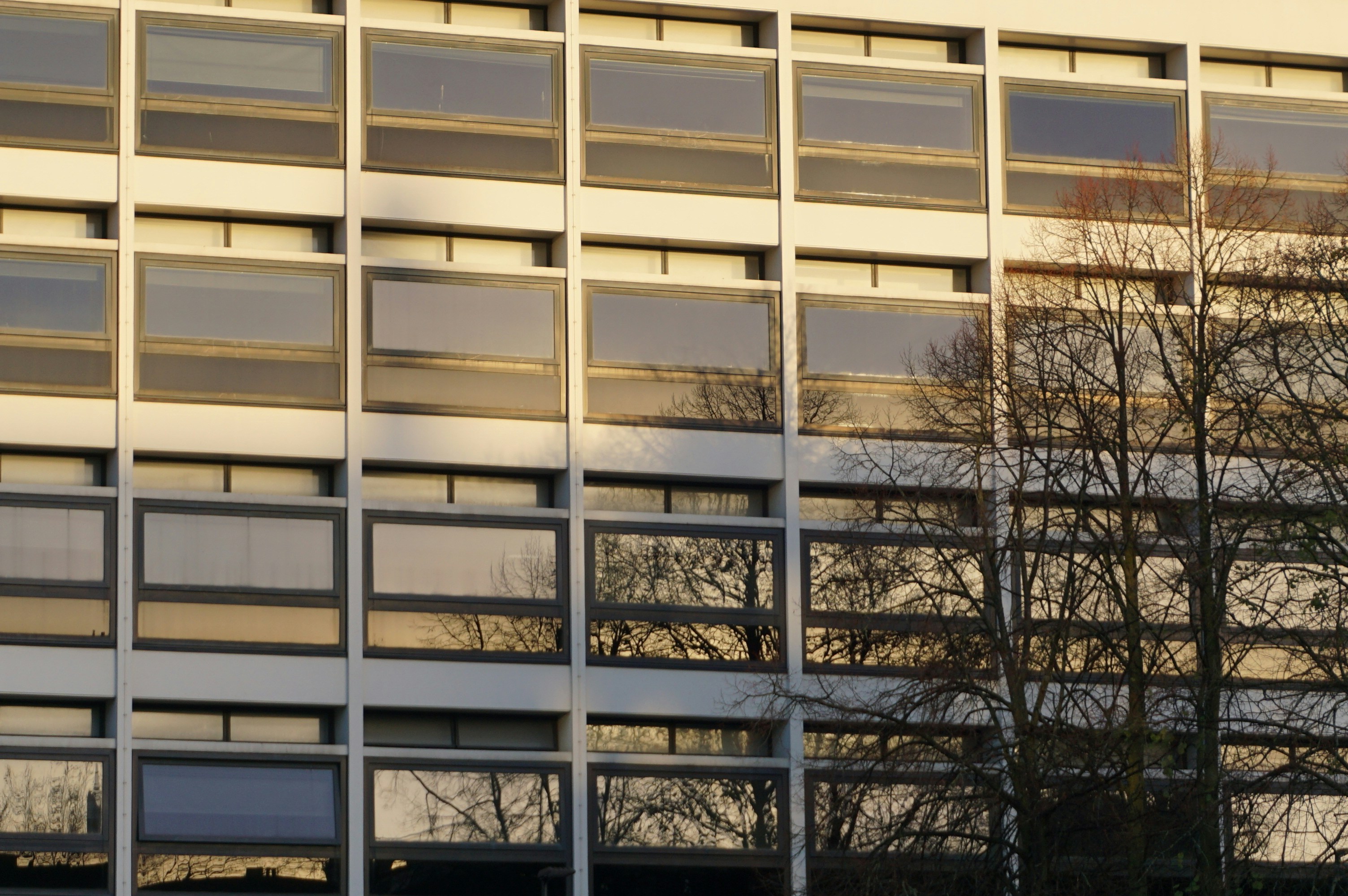 Sunlit Grid: Windows, Reflections, and Shadowed Branches