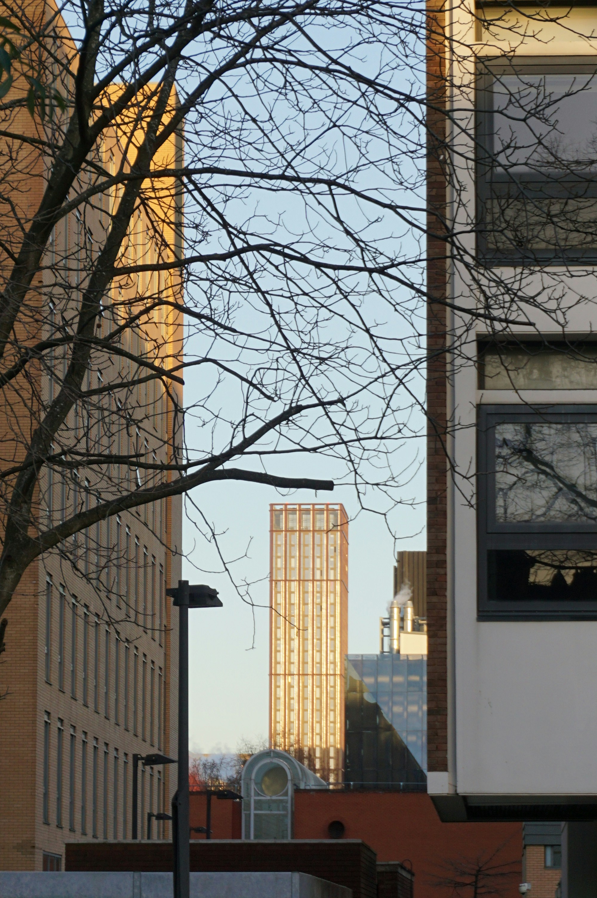 Urban Canyon: Sunlit Tower Framed by Winter Branches