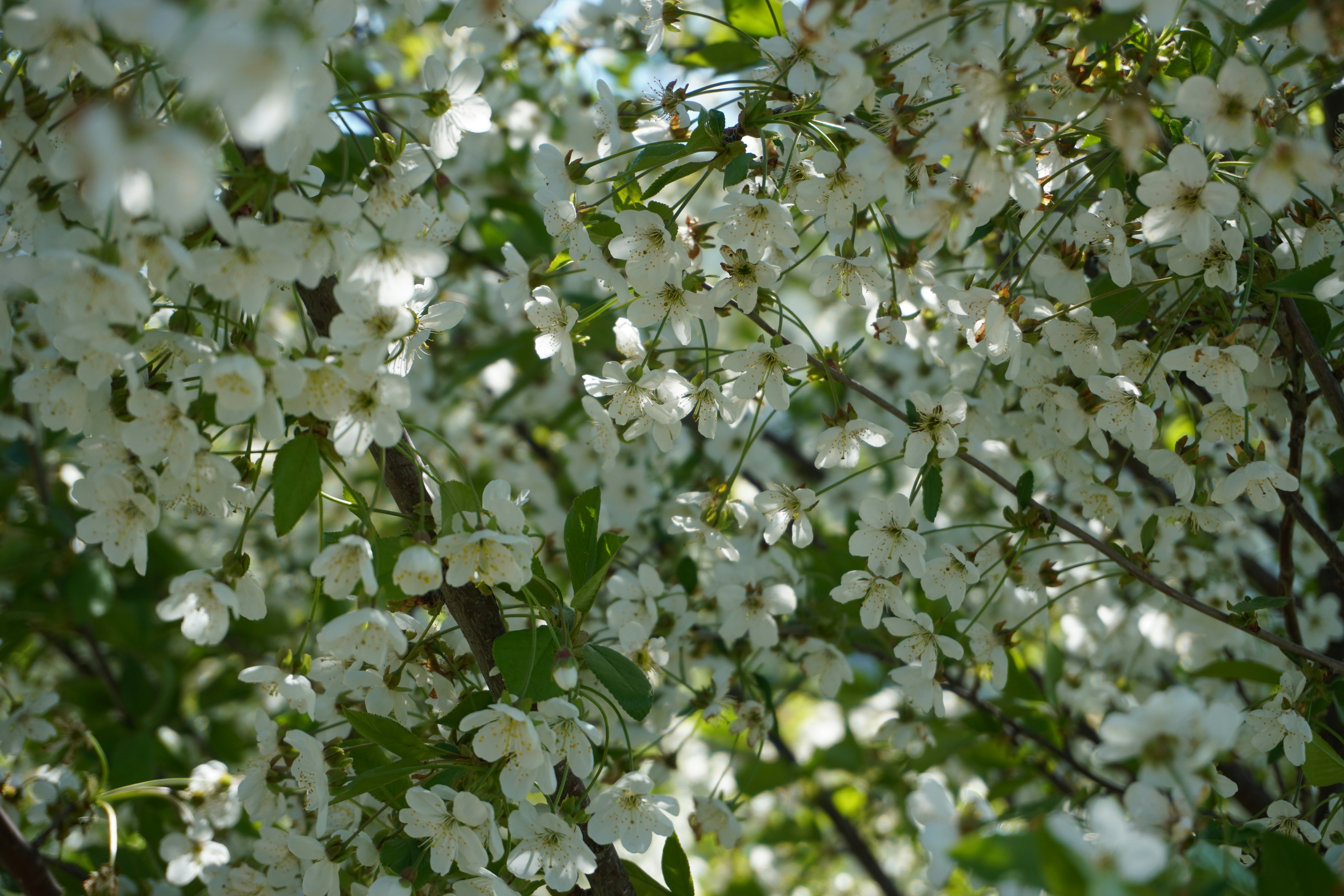 Whispers of Spring: White Blossom Cascade