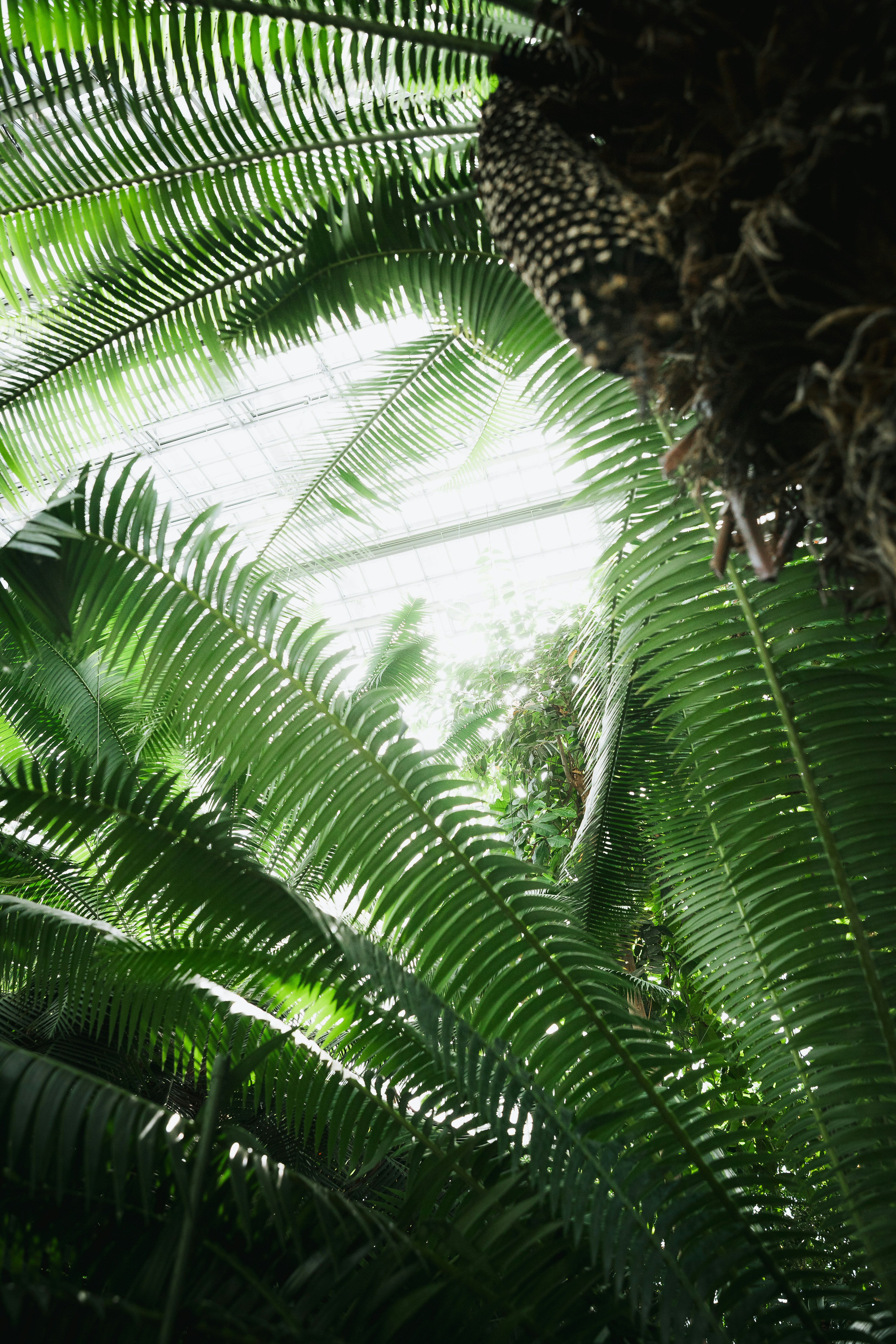 Verdant Cathedral: Fern Fronds Reaching Toward Glass Light