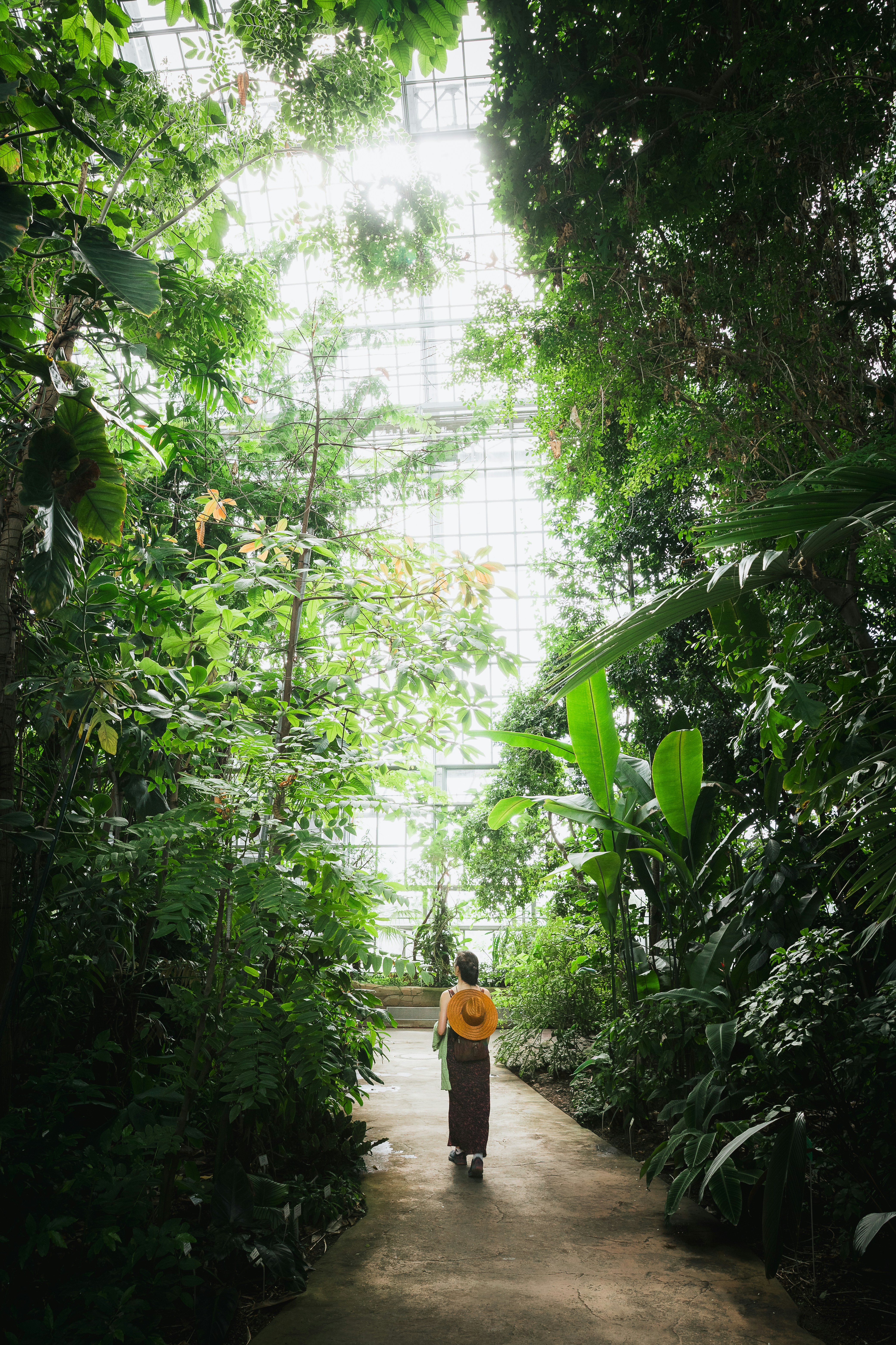 Sunlit Conservatory Stroll: A Lone Visitor Beneath Verdant Canopy