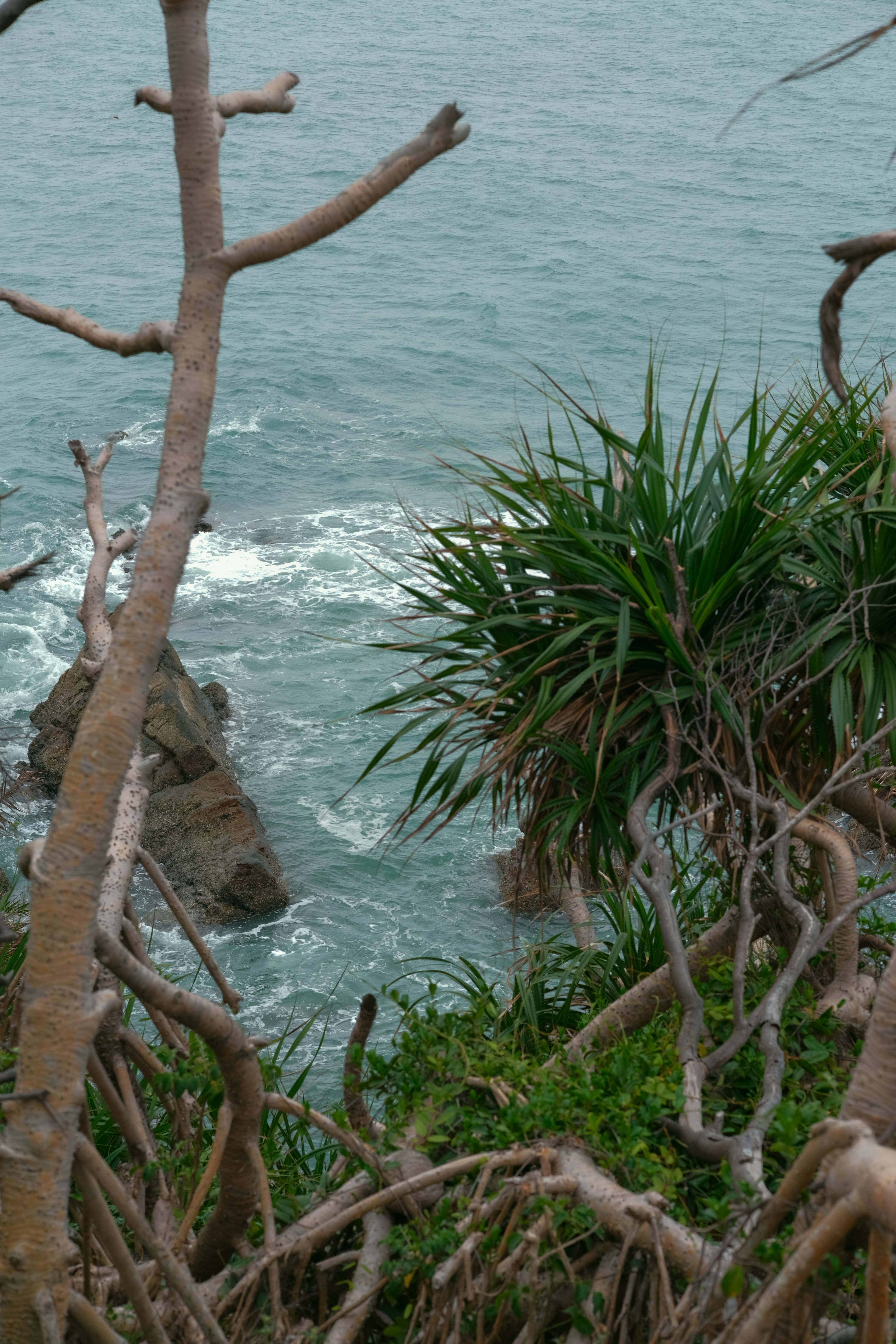 Coastal Promenade Through A Patchwork of Gnarled Trees