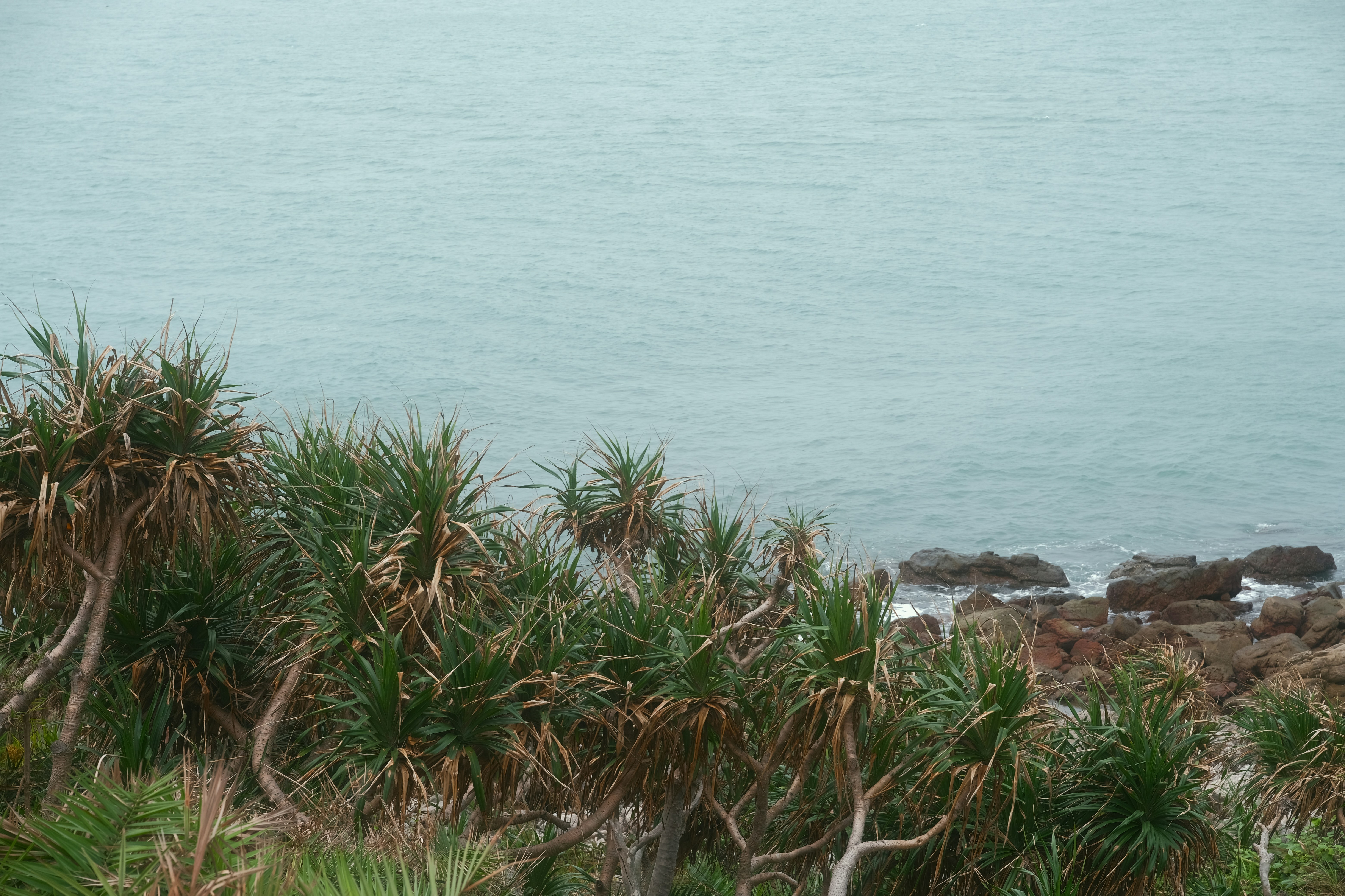 Coastal shrubs at the edge of a calm sea