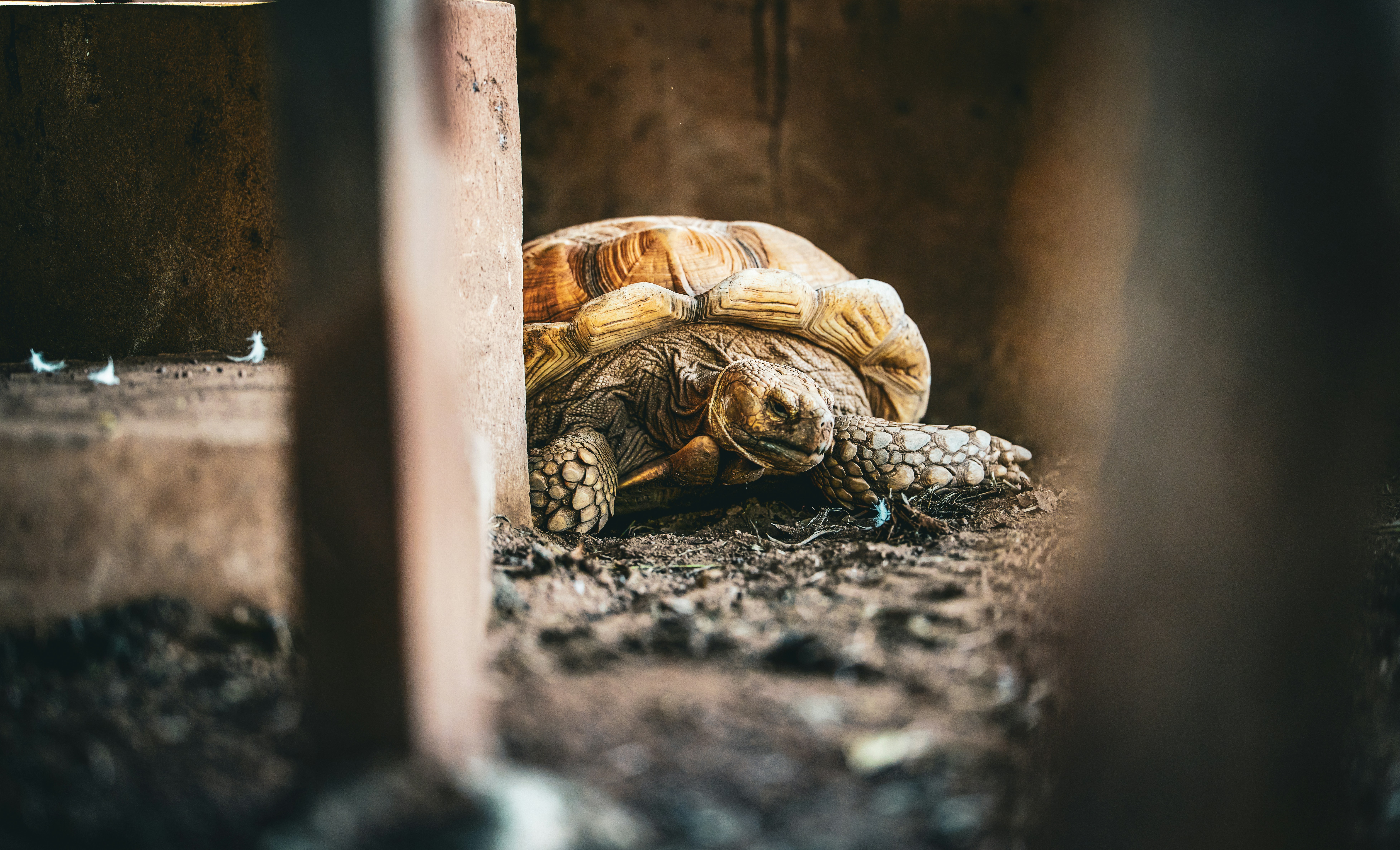 Slow Giants: A Tortoise Resting in Shadowed Ground