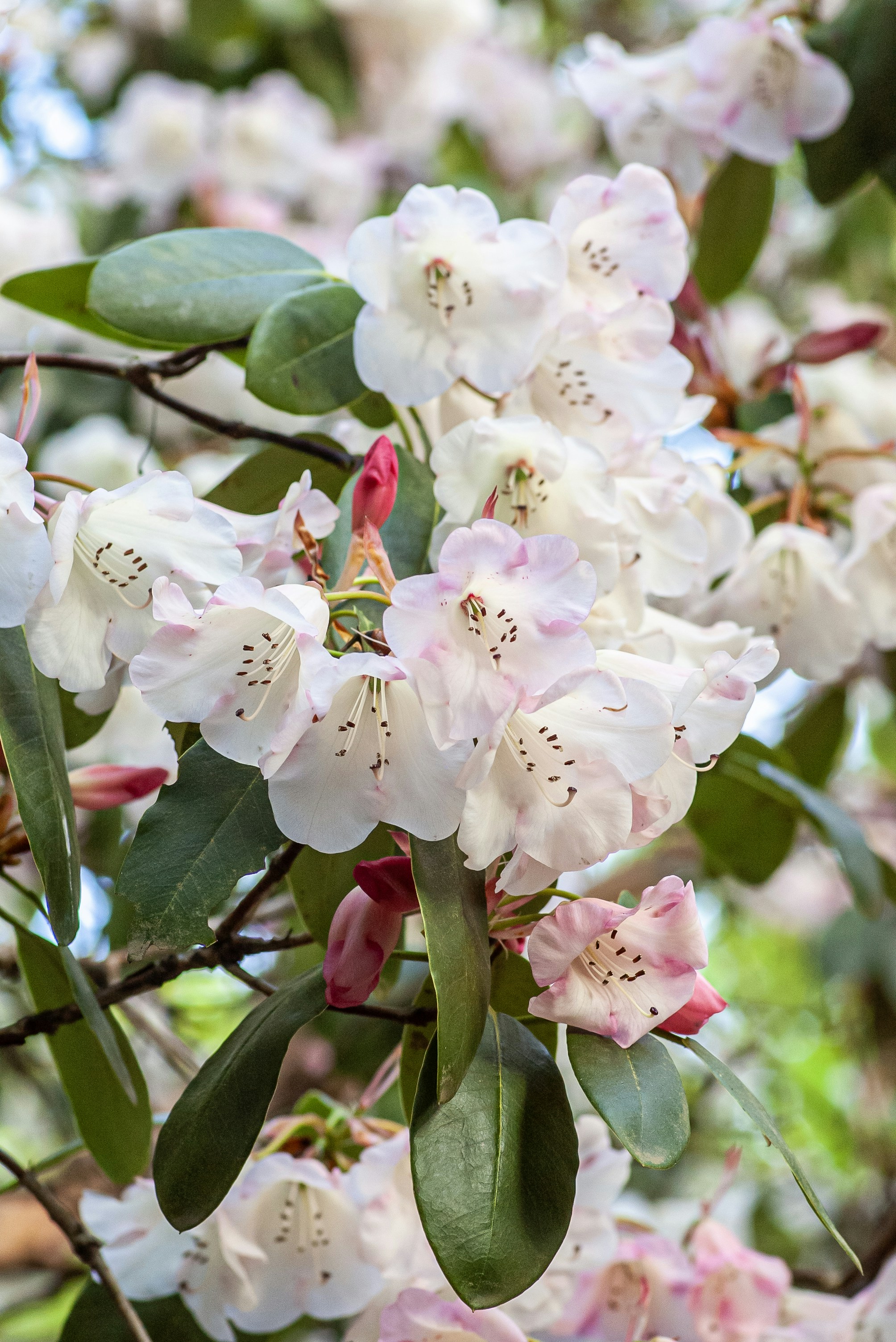 Blush Corolla Dreams: Delicate Rhododendron Clusters in Spring Light
