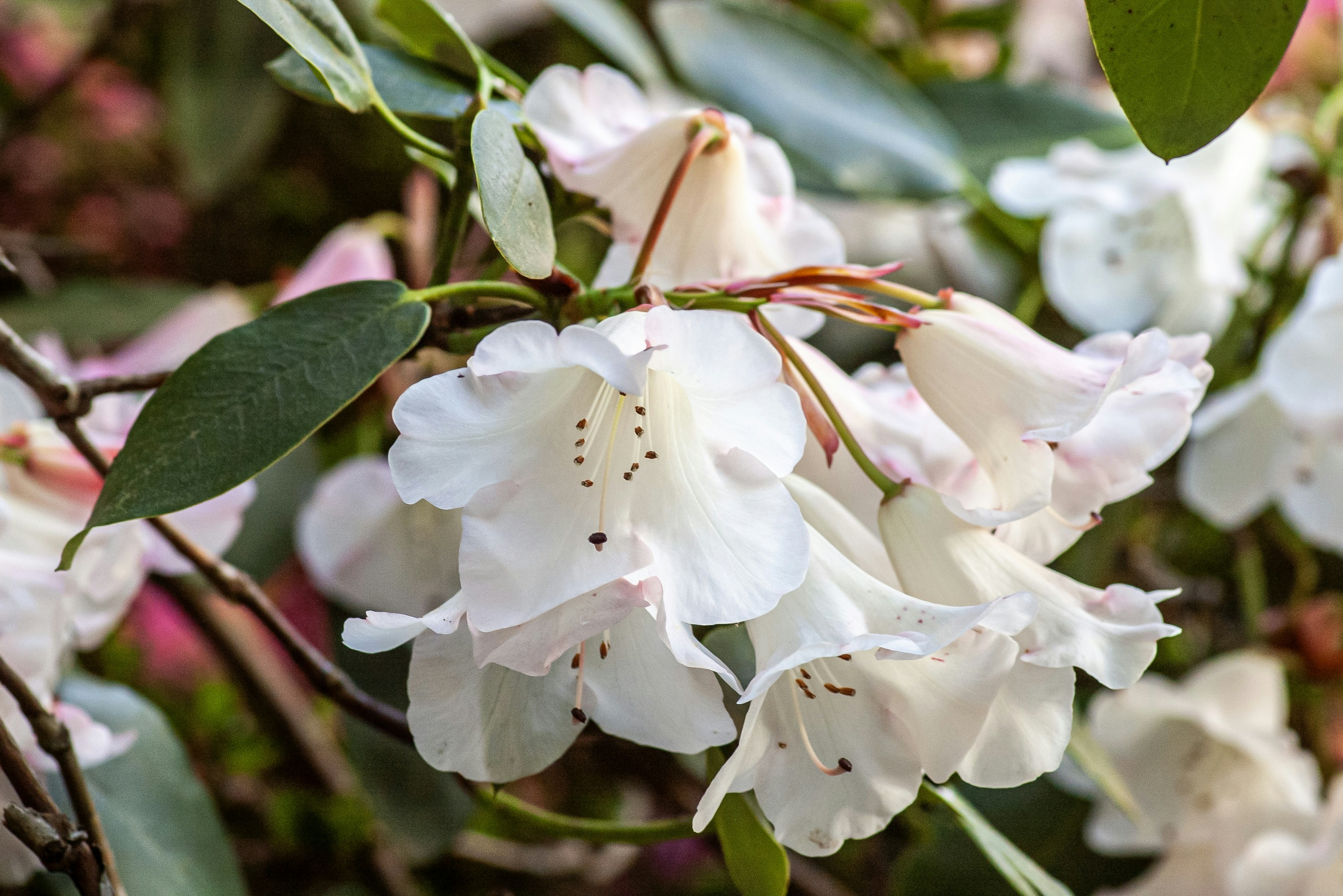 White Camellia Studio: Close-Up of Delicate Blooms