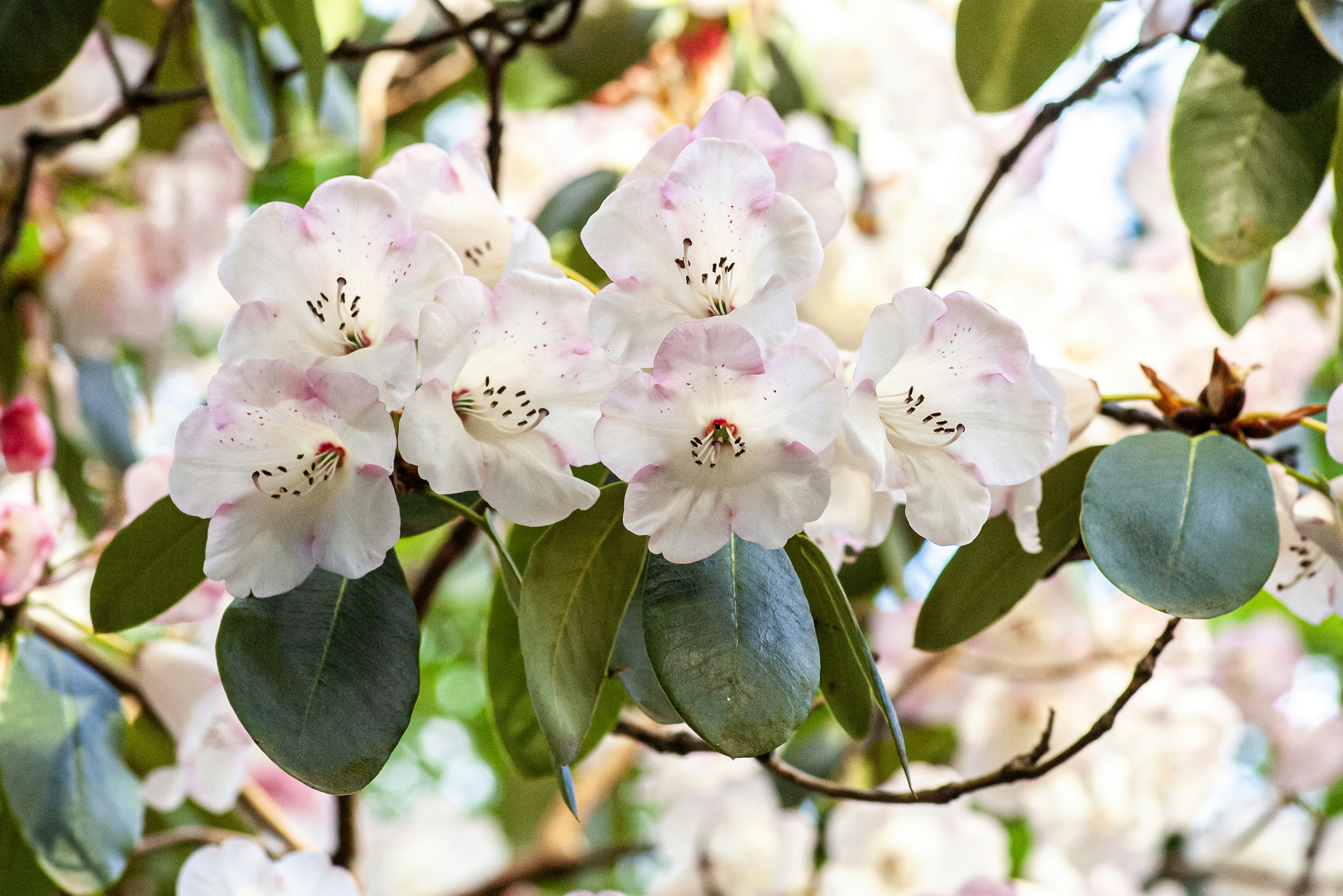 Blush blossoms on a sunlit branch
