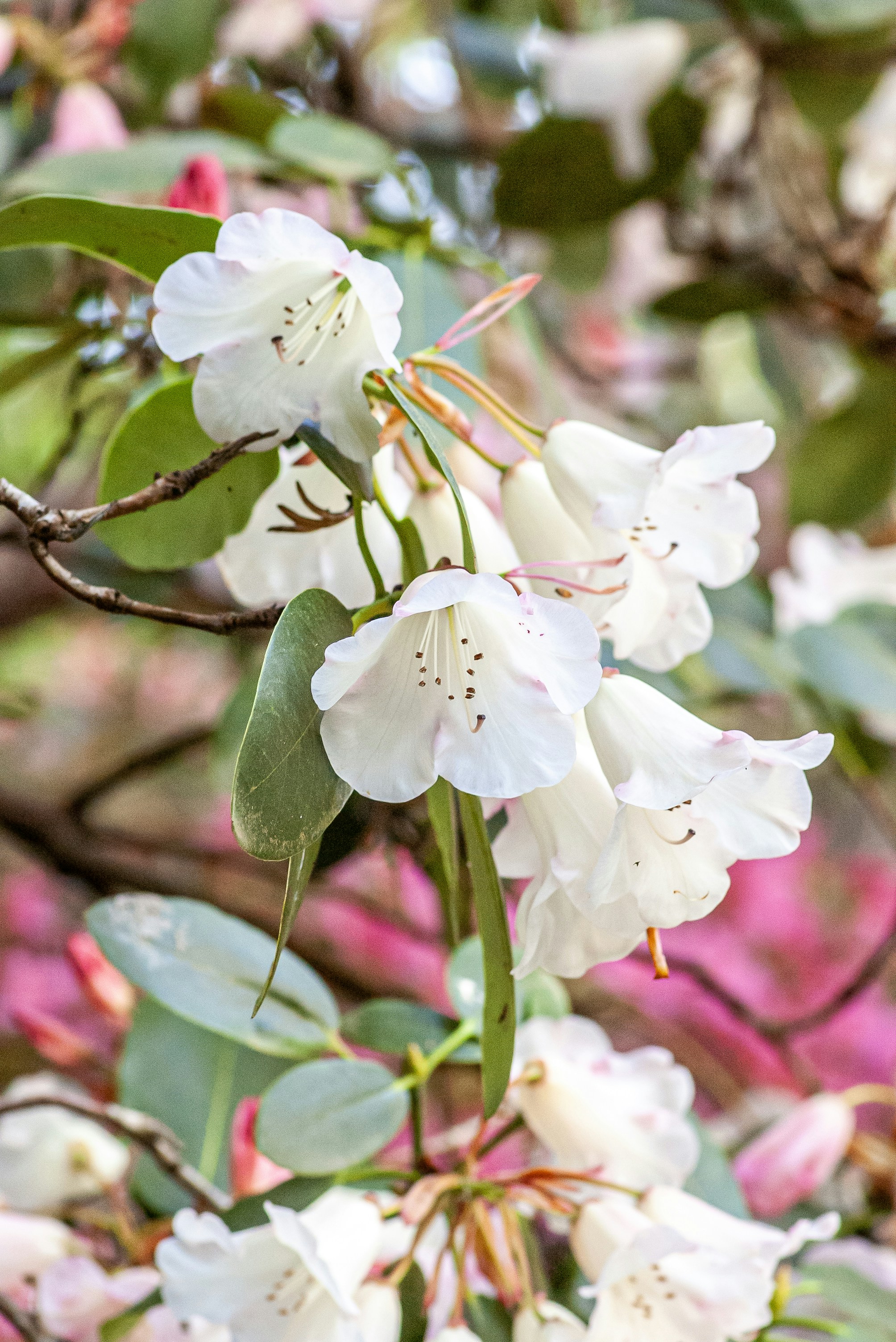Whispers of White Beneath Blooming Canopy