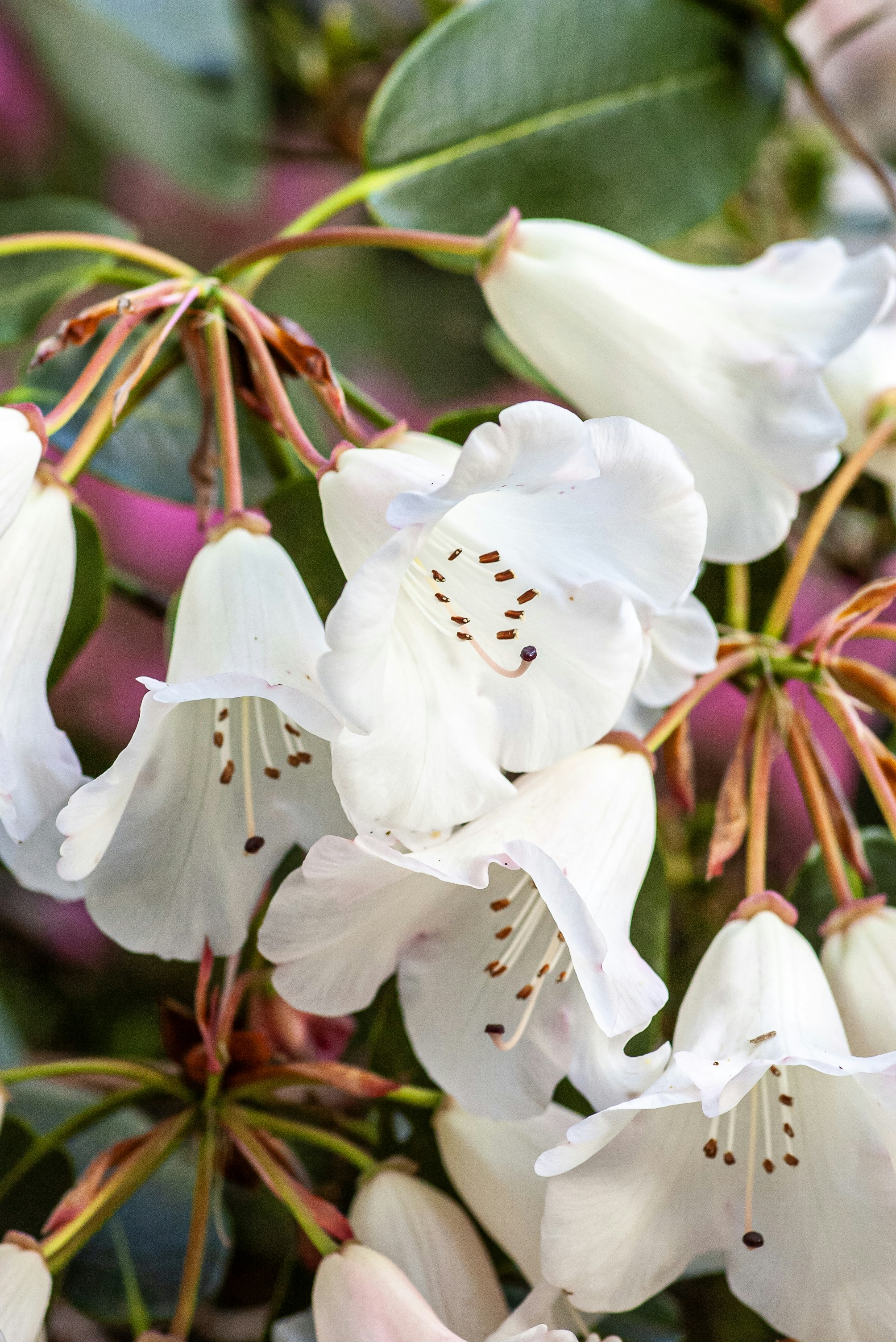White bells in bloom: a close-up of delicate drooping blossoms