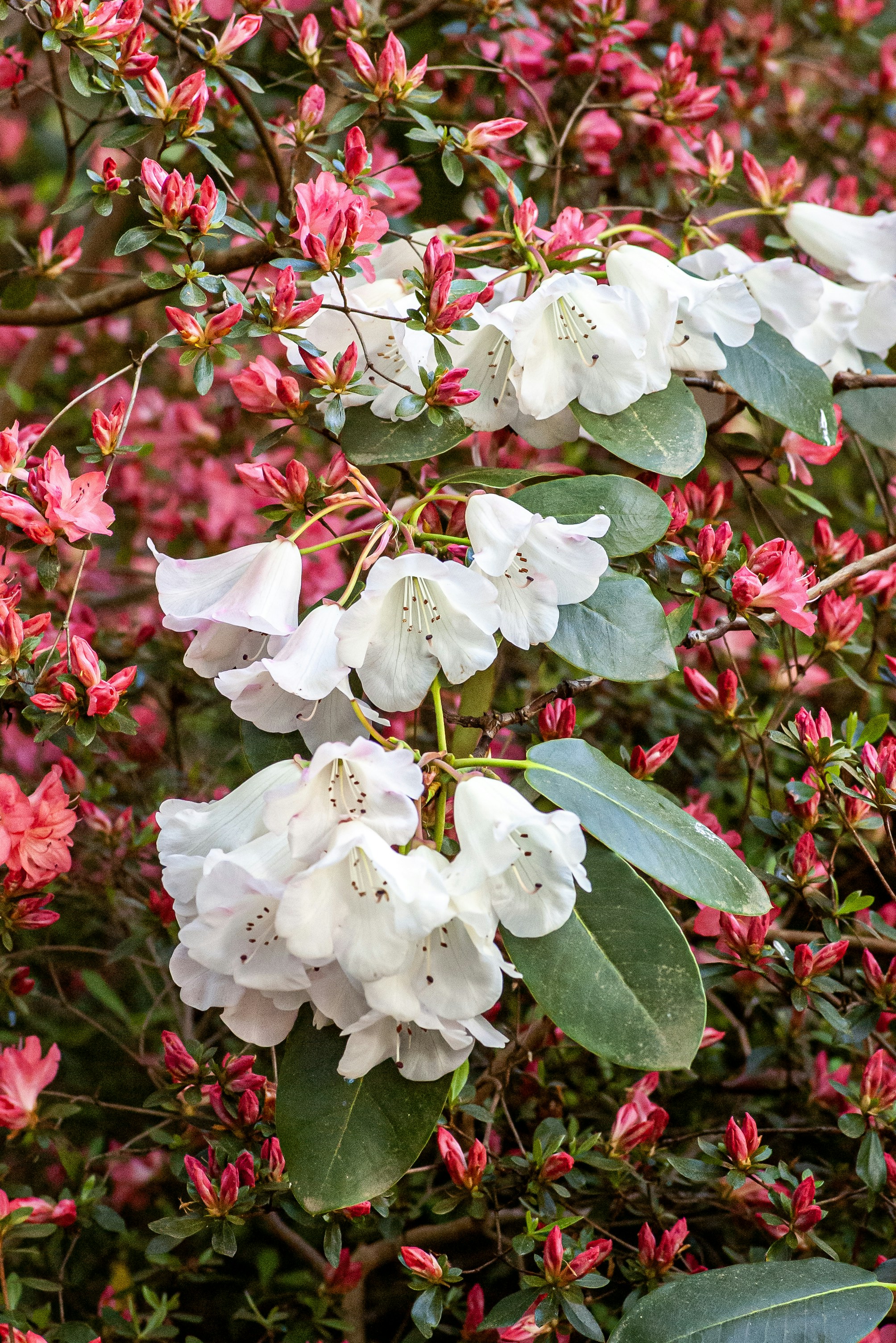 Whispers of White Amid Crimson Blooms