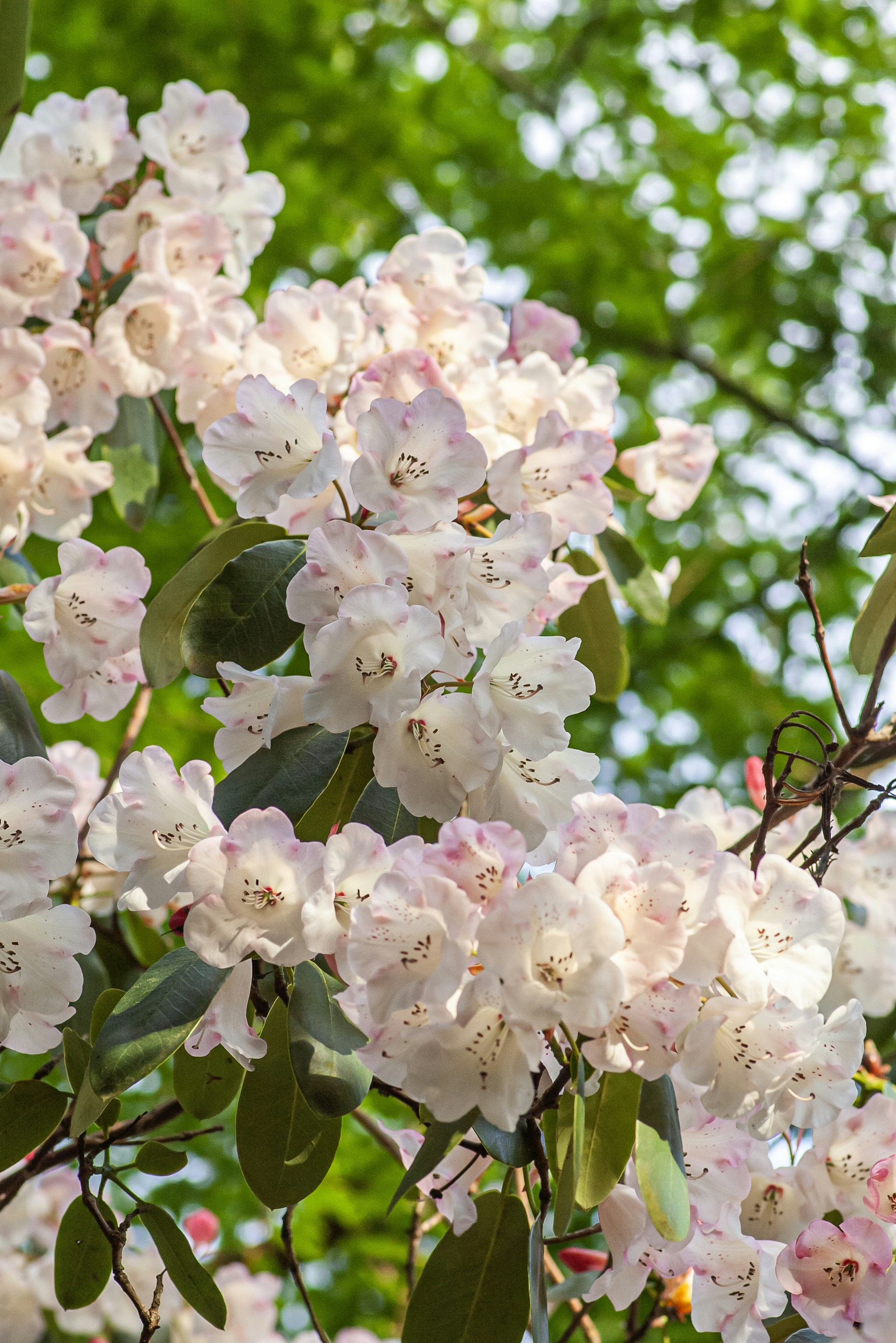 Blossoms in Focus: Soft Pink Clusters Against a Verdant Canopy