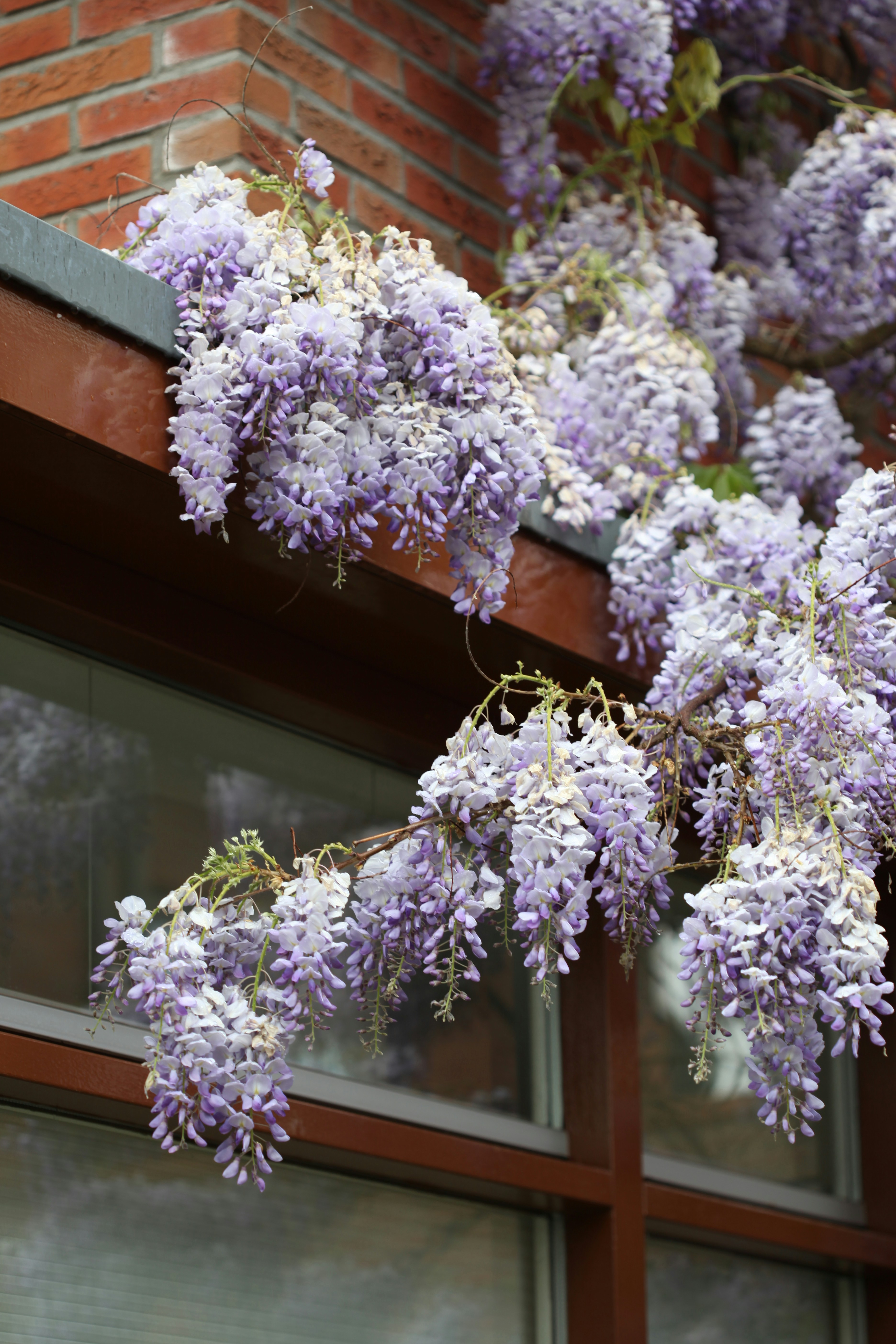 Purple Cascade Over a Brick and Glass Facade
