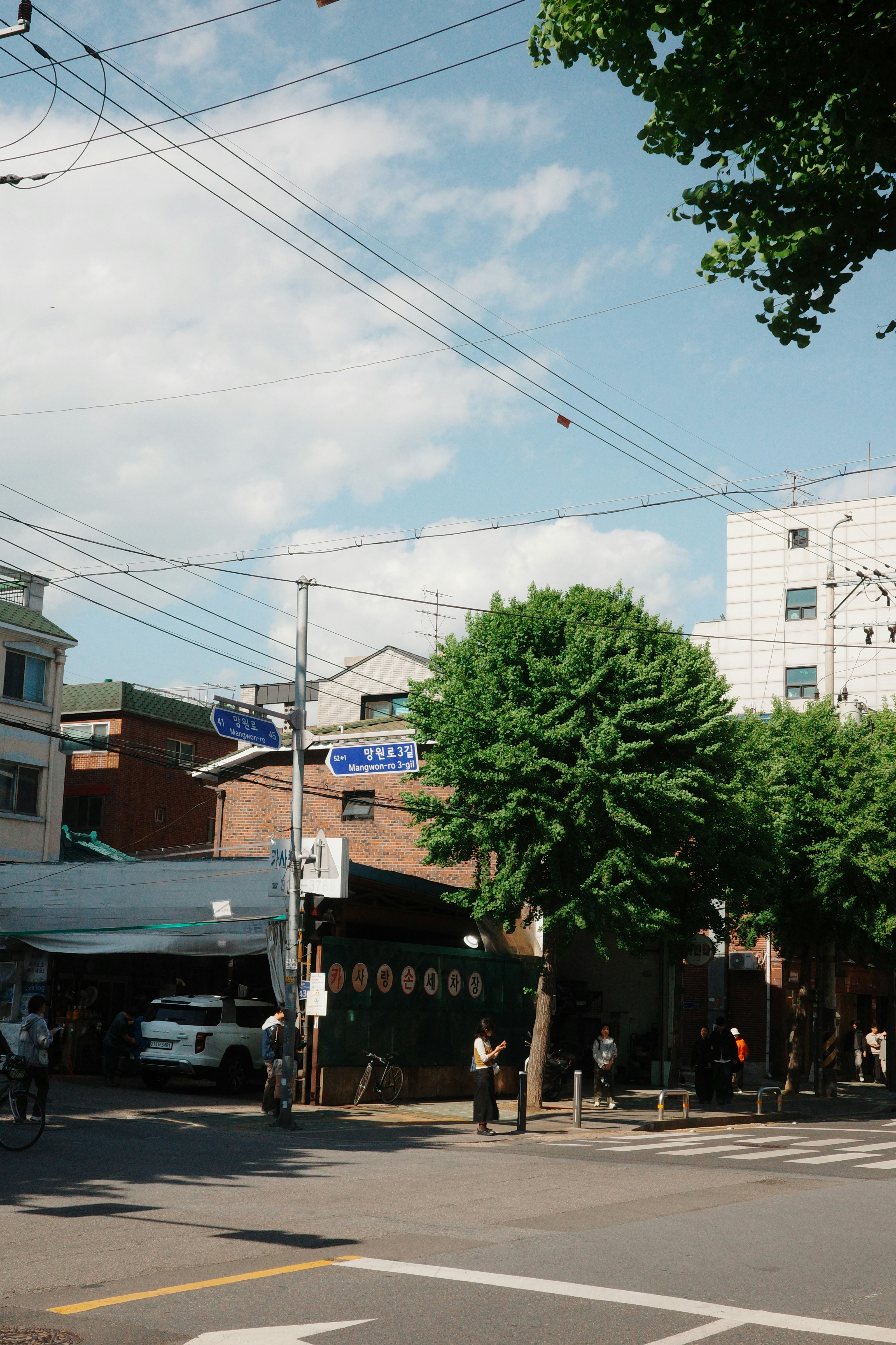 Urban Treeway: A Quiet Corner Beneath A Sky of Wires