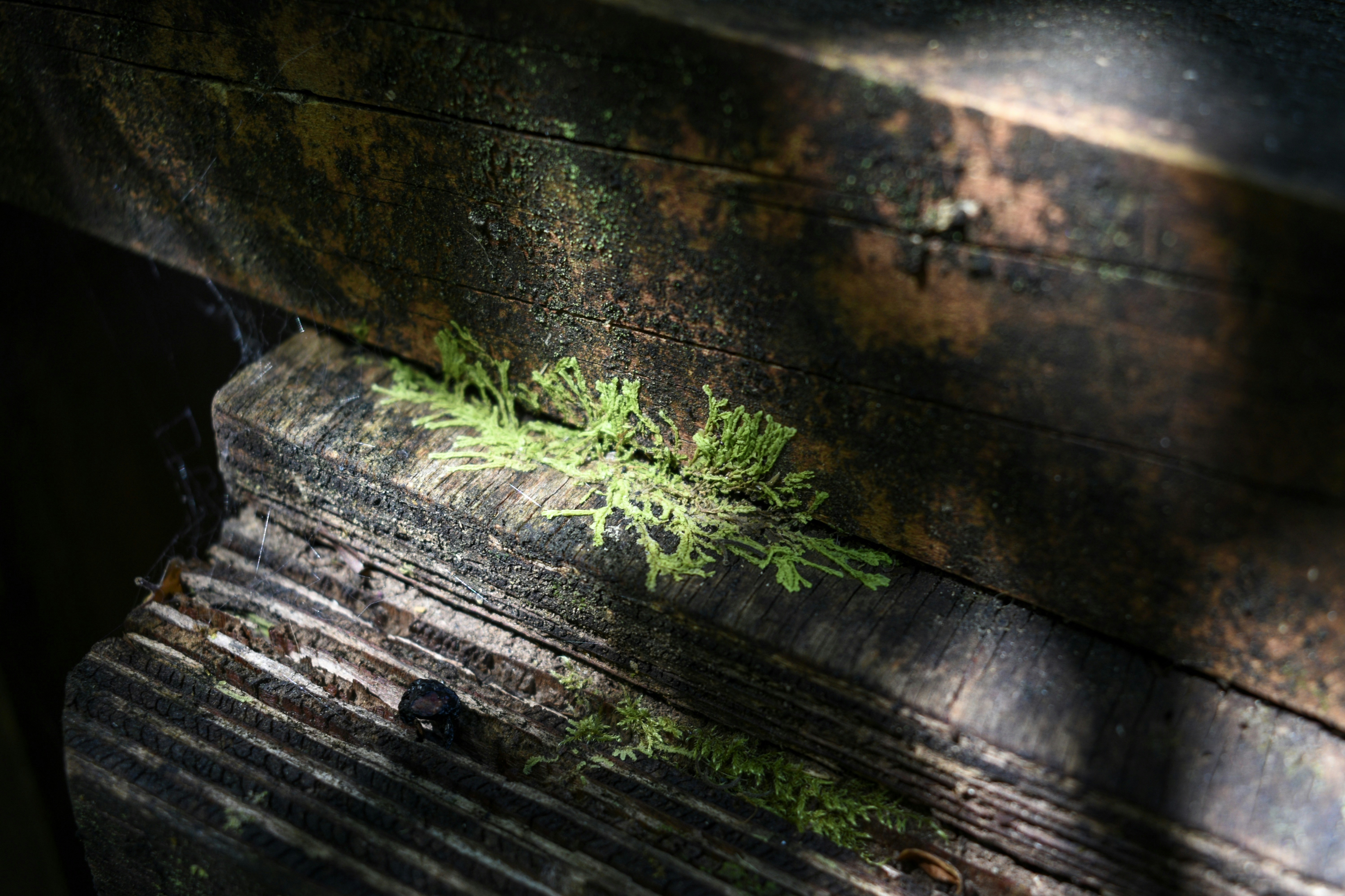 Mossy Crevice on Weathered Lumber