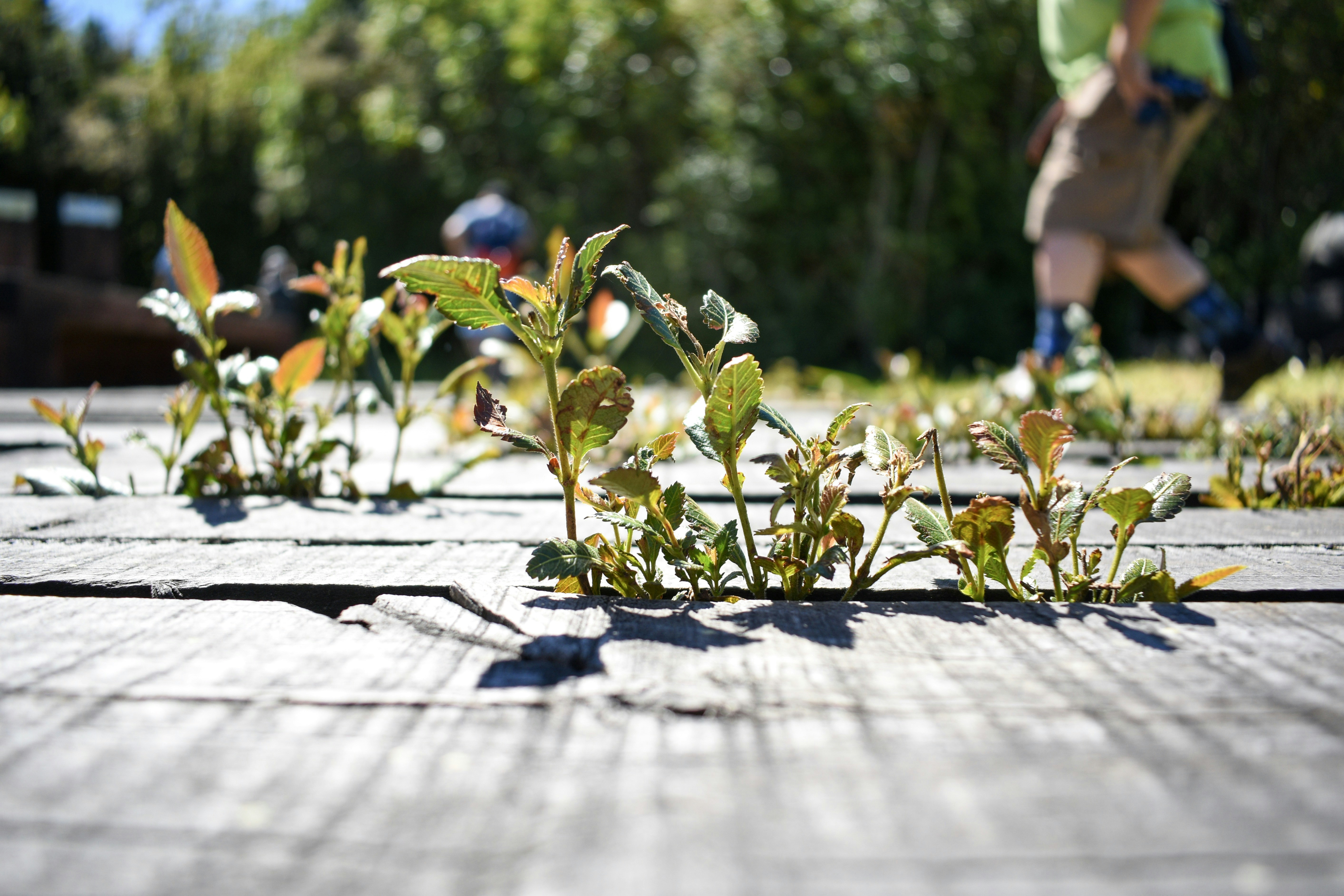 New Growth Breaks Through Weathered Wood