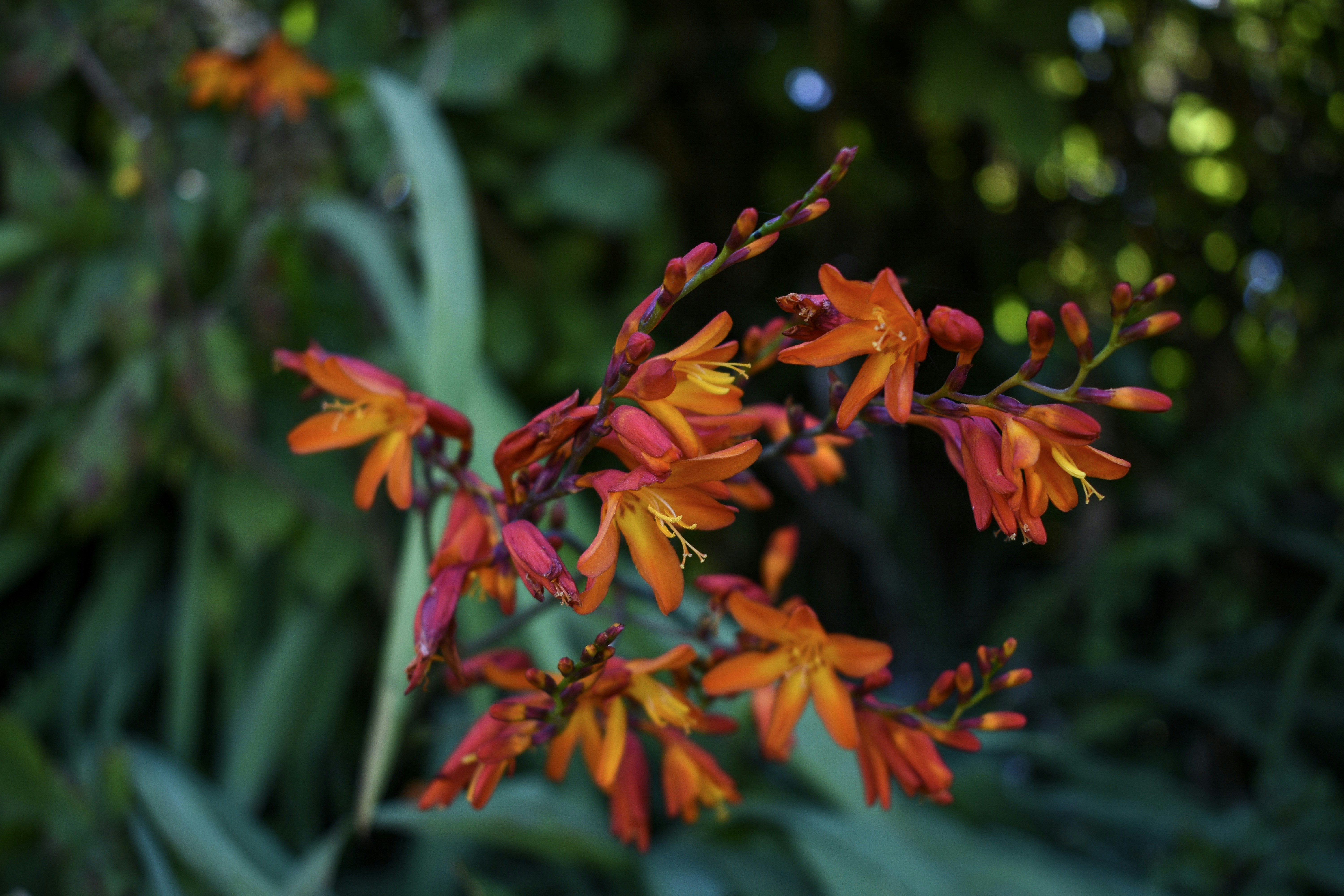 Blooming Ember: a cluster of orange-red flowers amid deep green foliage