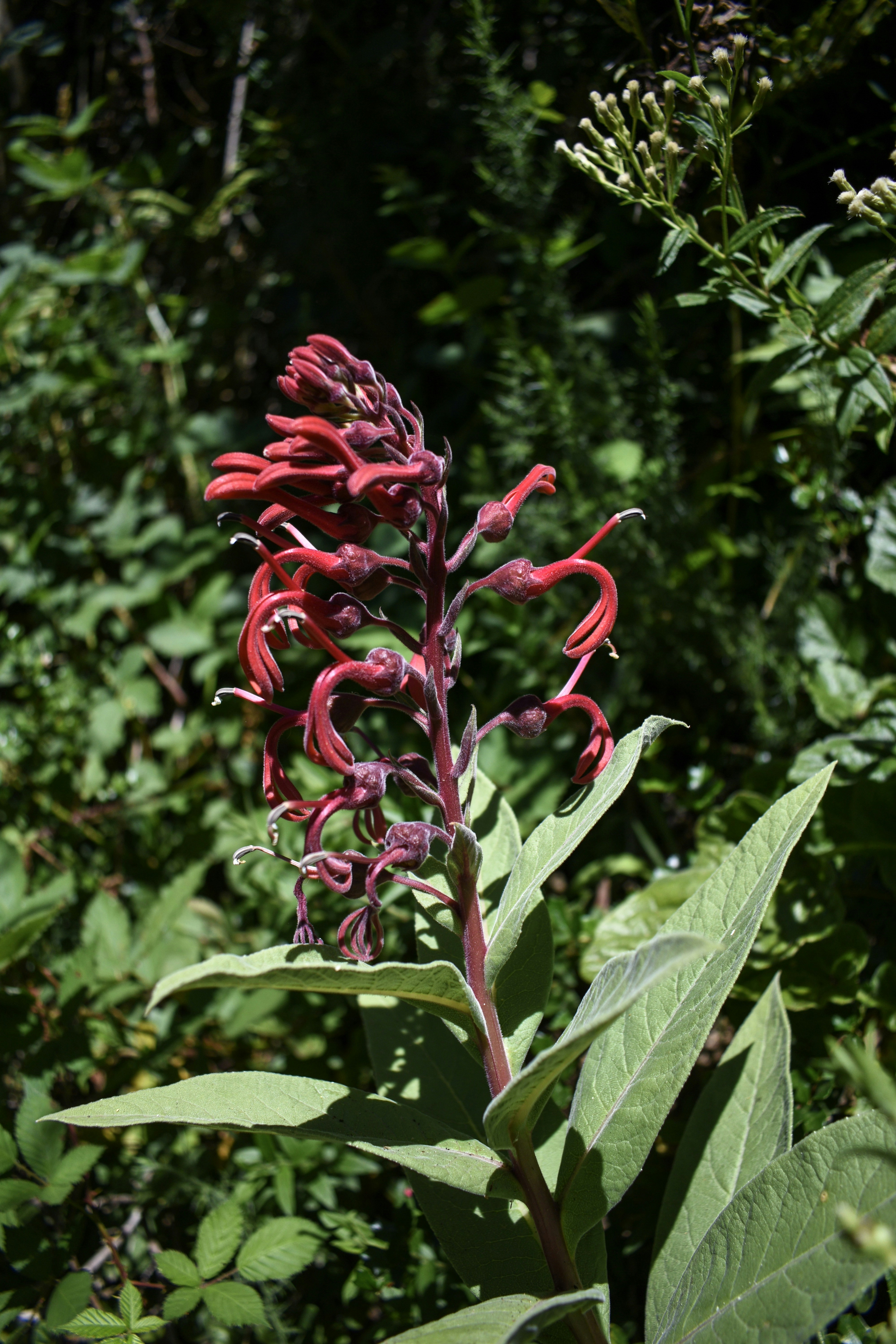 Crimson Curves: A Red Honeysuckle Blooms Amid Verdant Backdrop