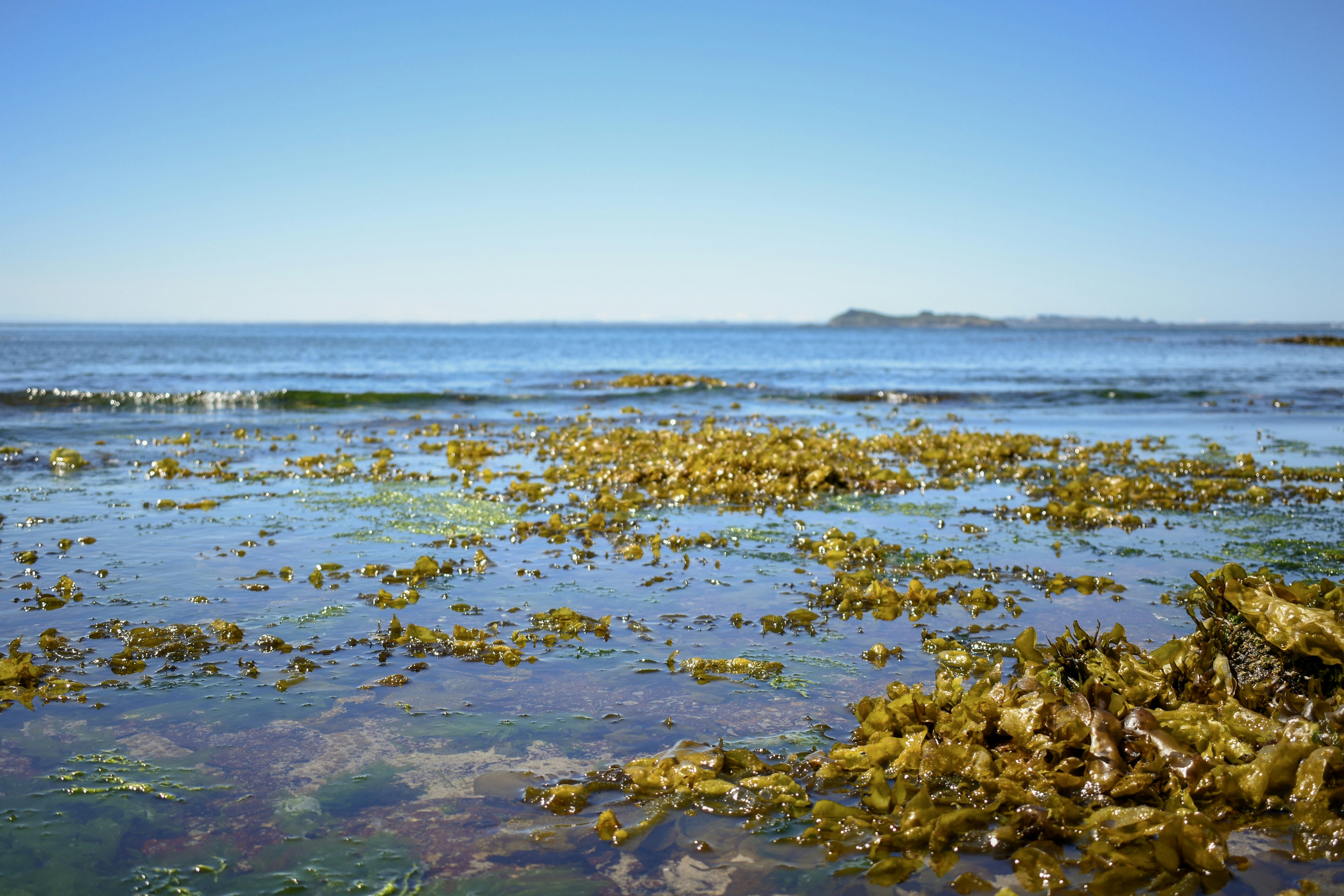 Golden-tide Foreshore at Noon