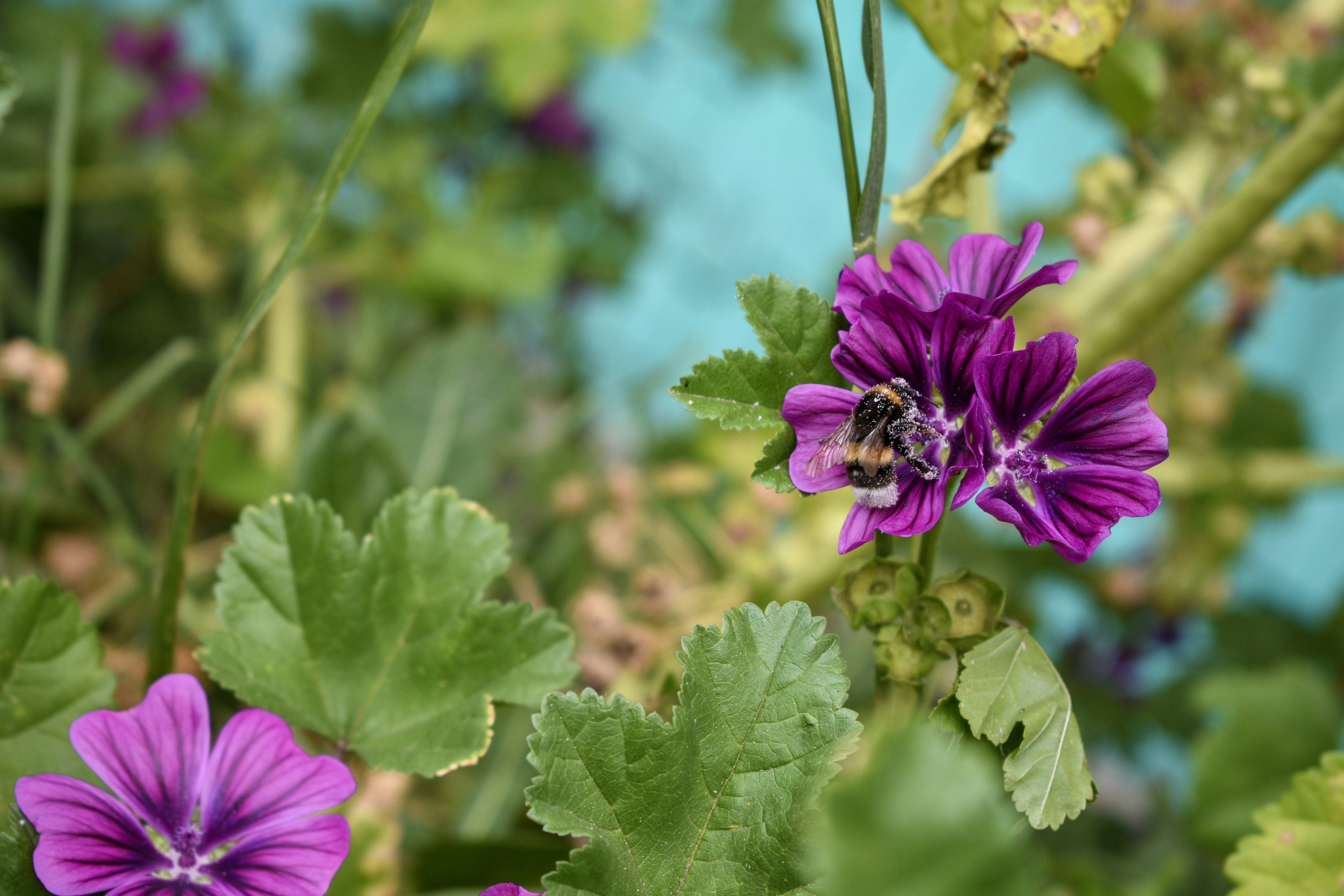 Bee on a Violet Bloom: A Close Encounter in Sunlit Garden