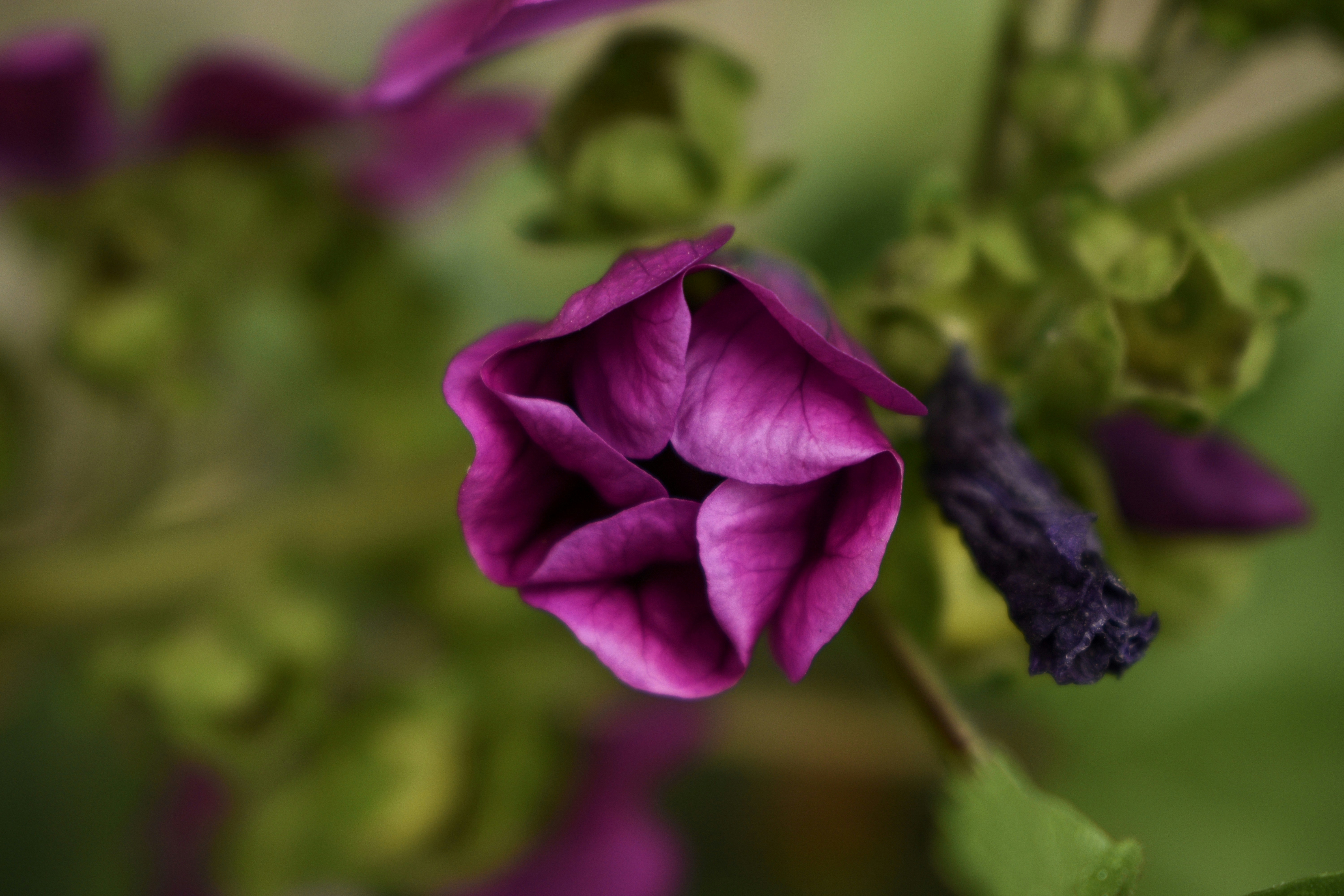 Crimson Bloom in Soft Focus: A Quiet Garden Moment