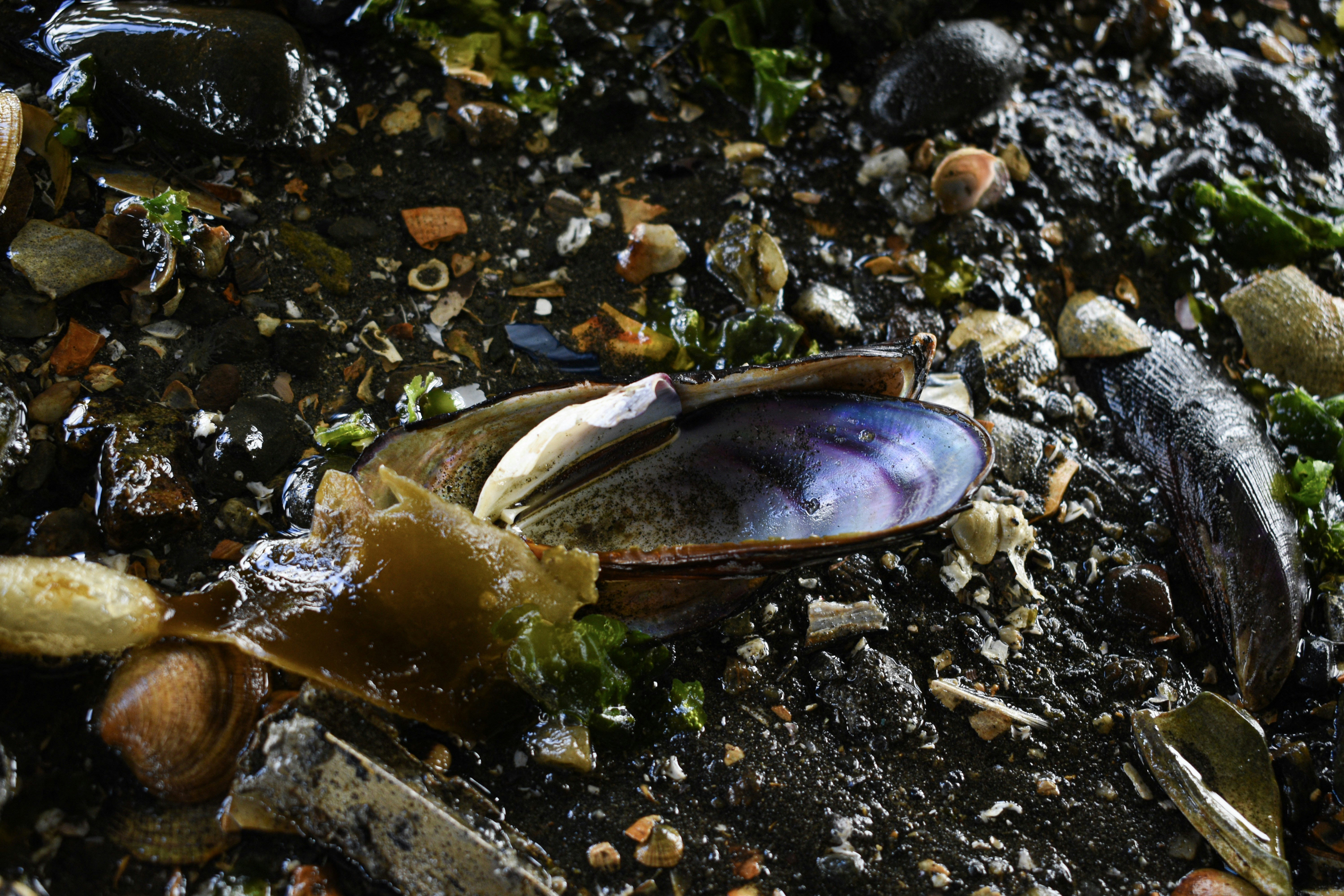 Shell of Color: A Mussel Resting among Debris on Rain-Slick Beach Pebbles