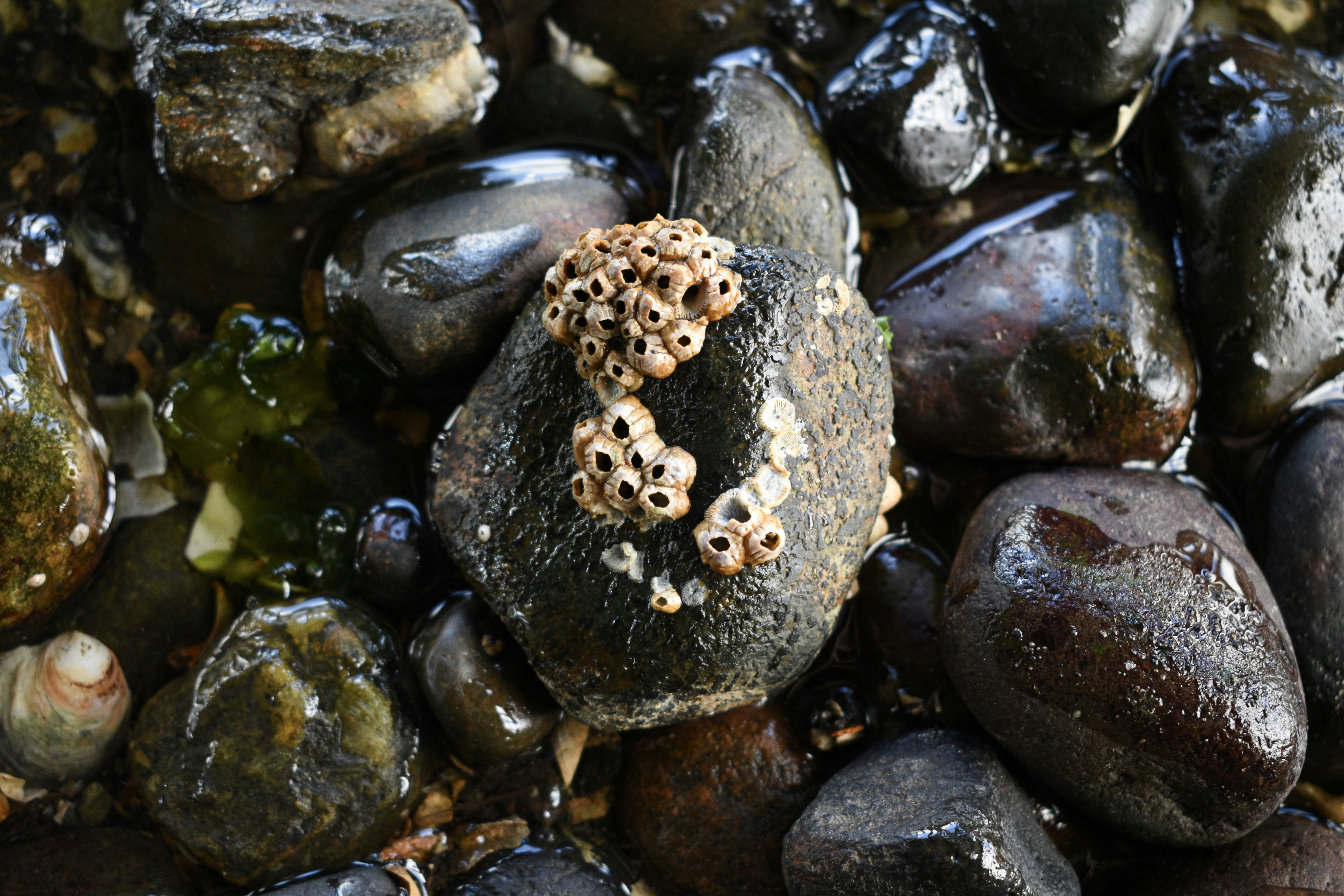 Tiny Coral Architects on a Pebble Stage