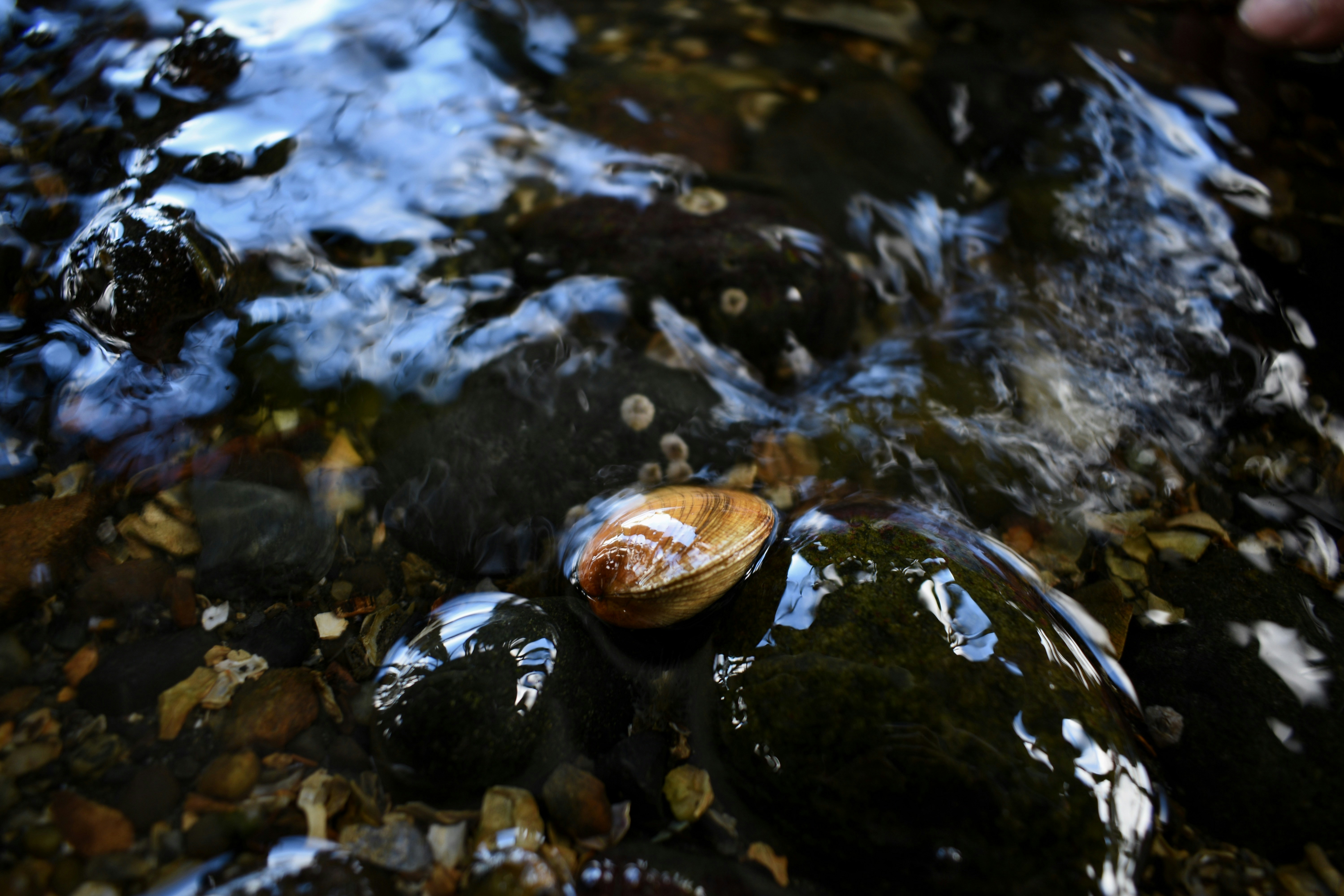 Shell Adrift among Glimmering Currents