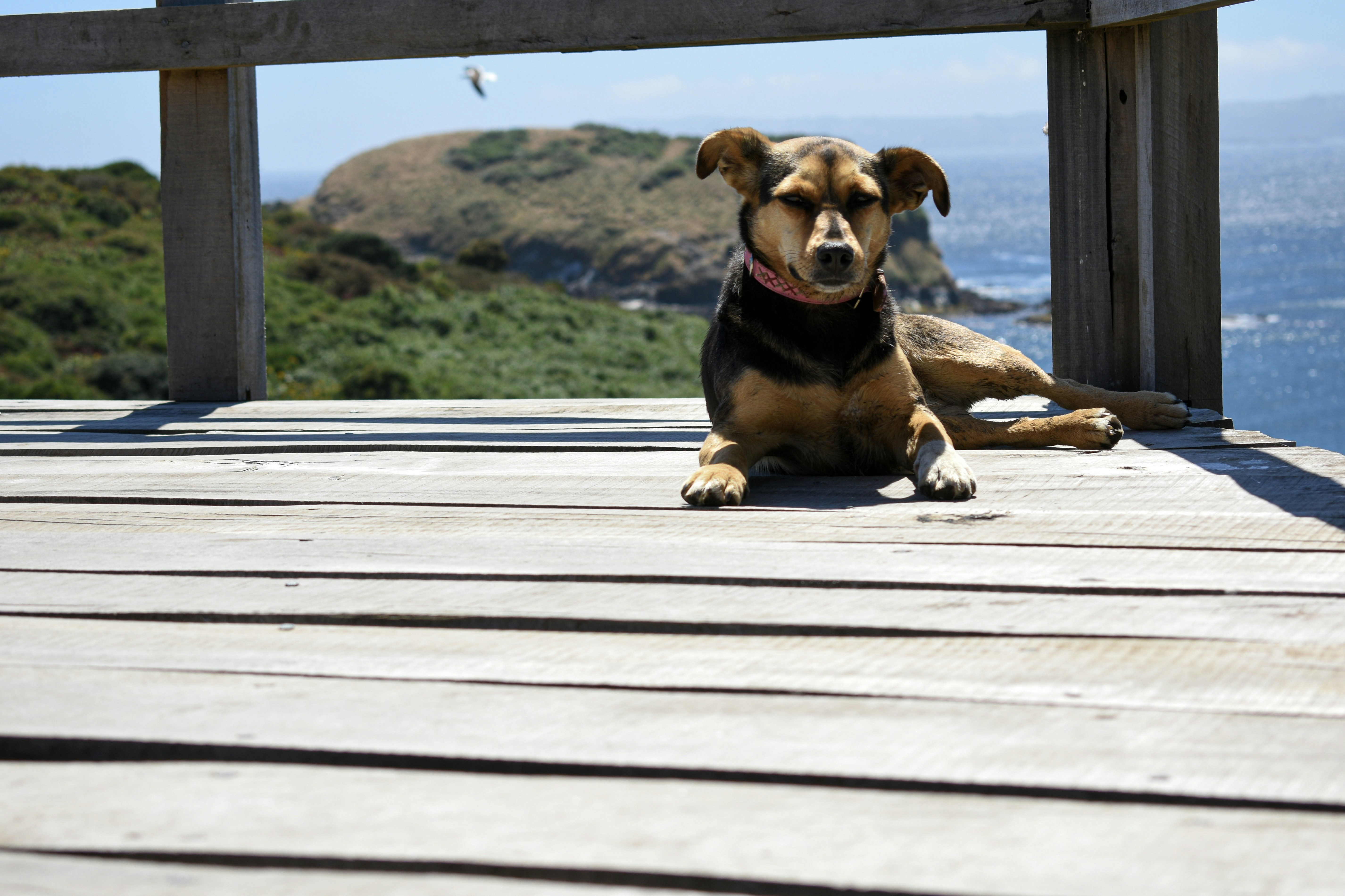 Sunlit Seaside Canine: A Placid Portrait on the Wooden Deck