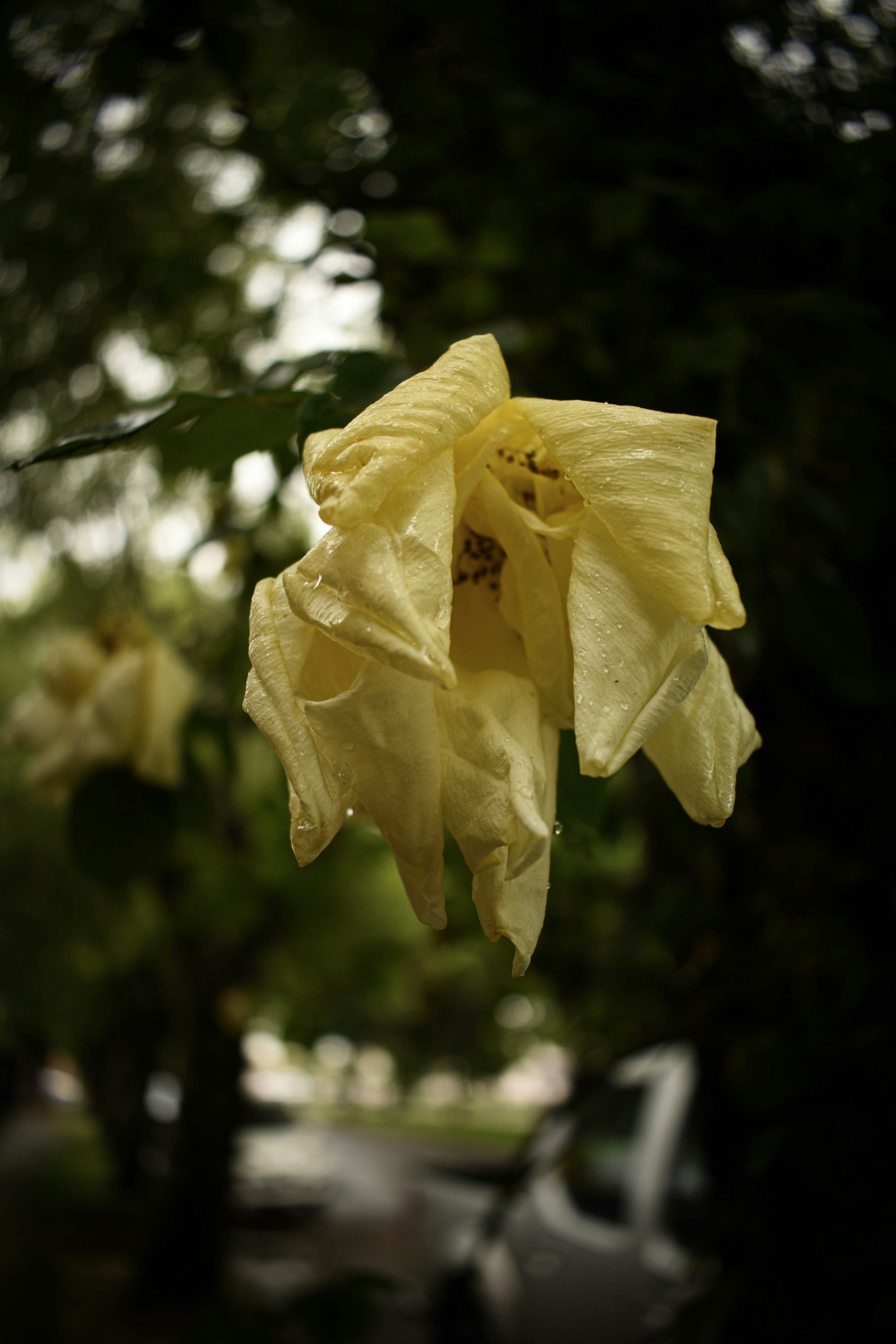 Yellow Rose in Soft Focus: A Quiet Moment Beneath the Green Veil