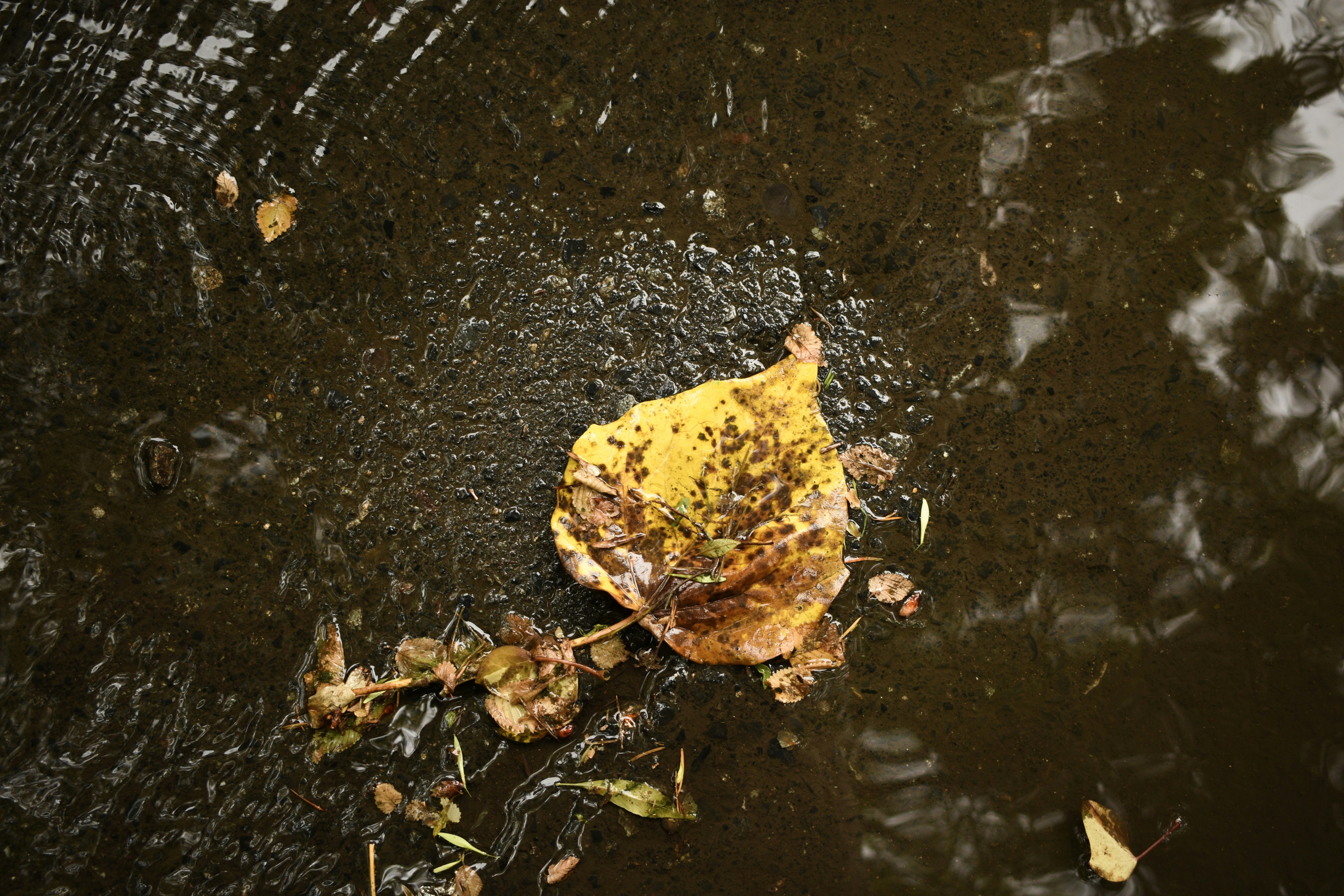 Autumn Leaf Drift in Muddy Ripples