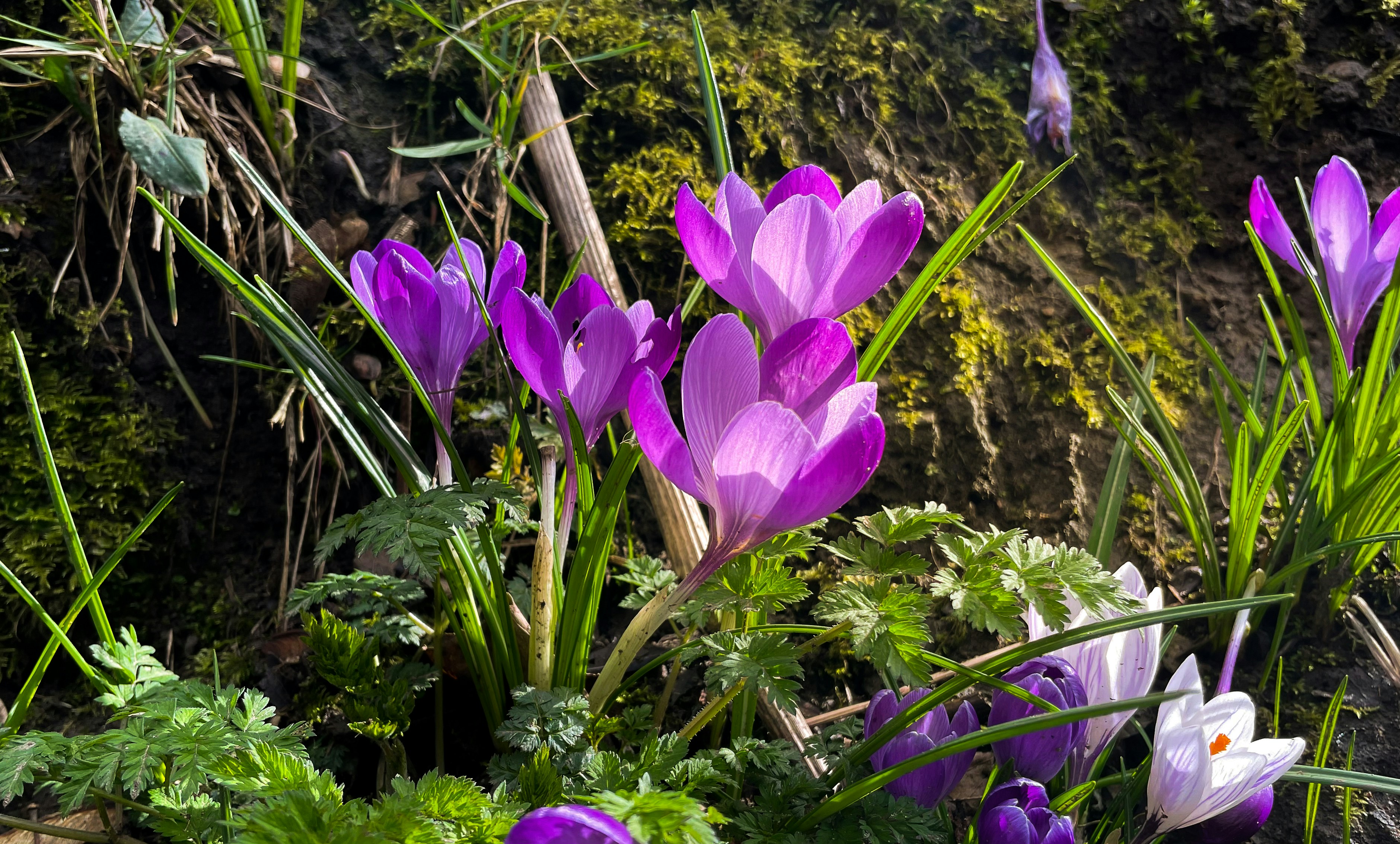 Purple Crocus Cluster Reaching Toward Spring Light