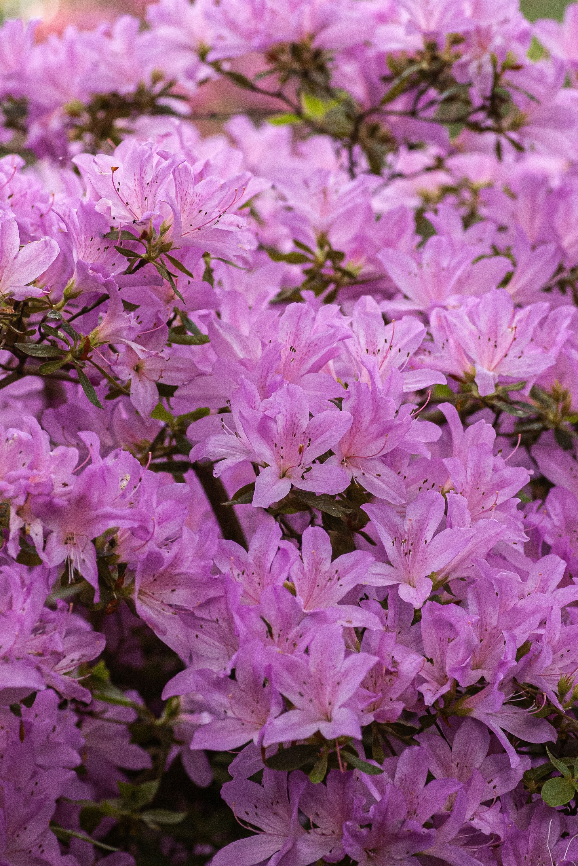 Lavender Cascade: A Sea of Pink Azaleas in Full Bloom